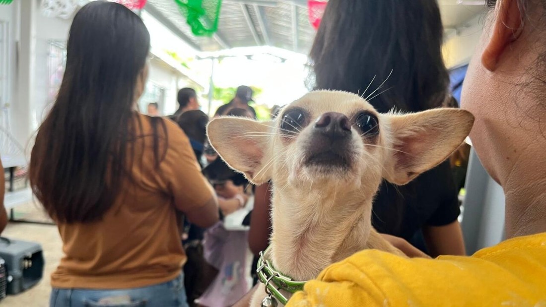 What it takes to save animals in the aftermath of disasters | Humane ...