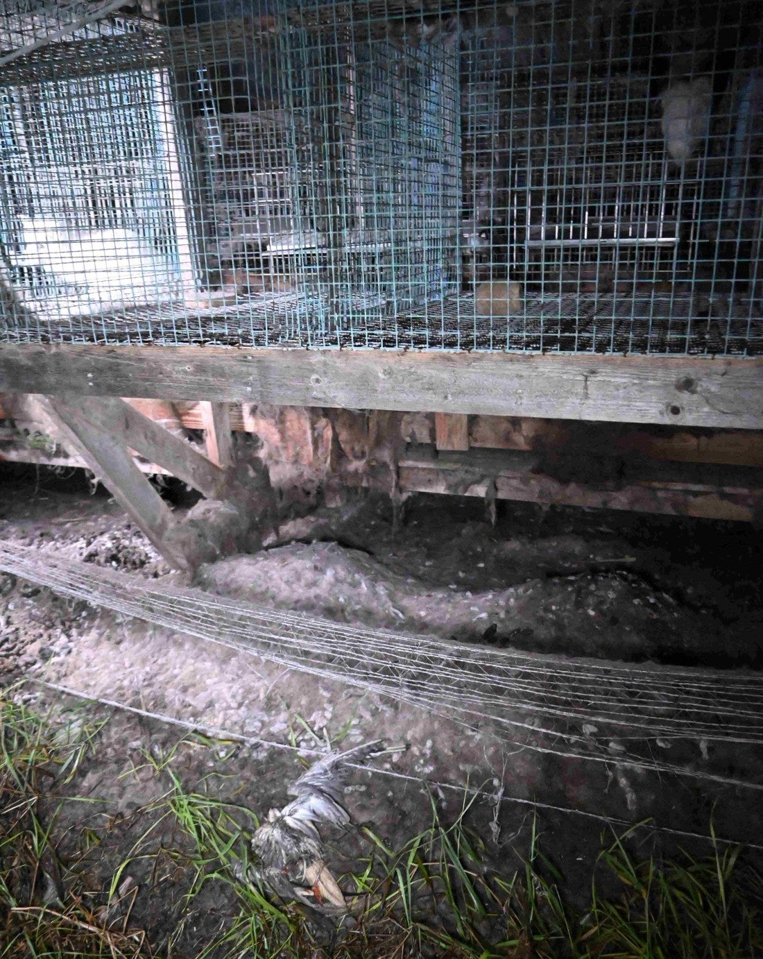 New investigation exposes what a ‘high welfare’ fur farm really looks ...