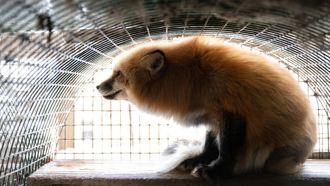 Coyotes, foxes among hundreds of animals saved from fur and urine farm ...