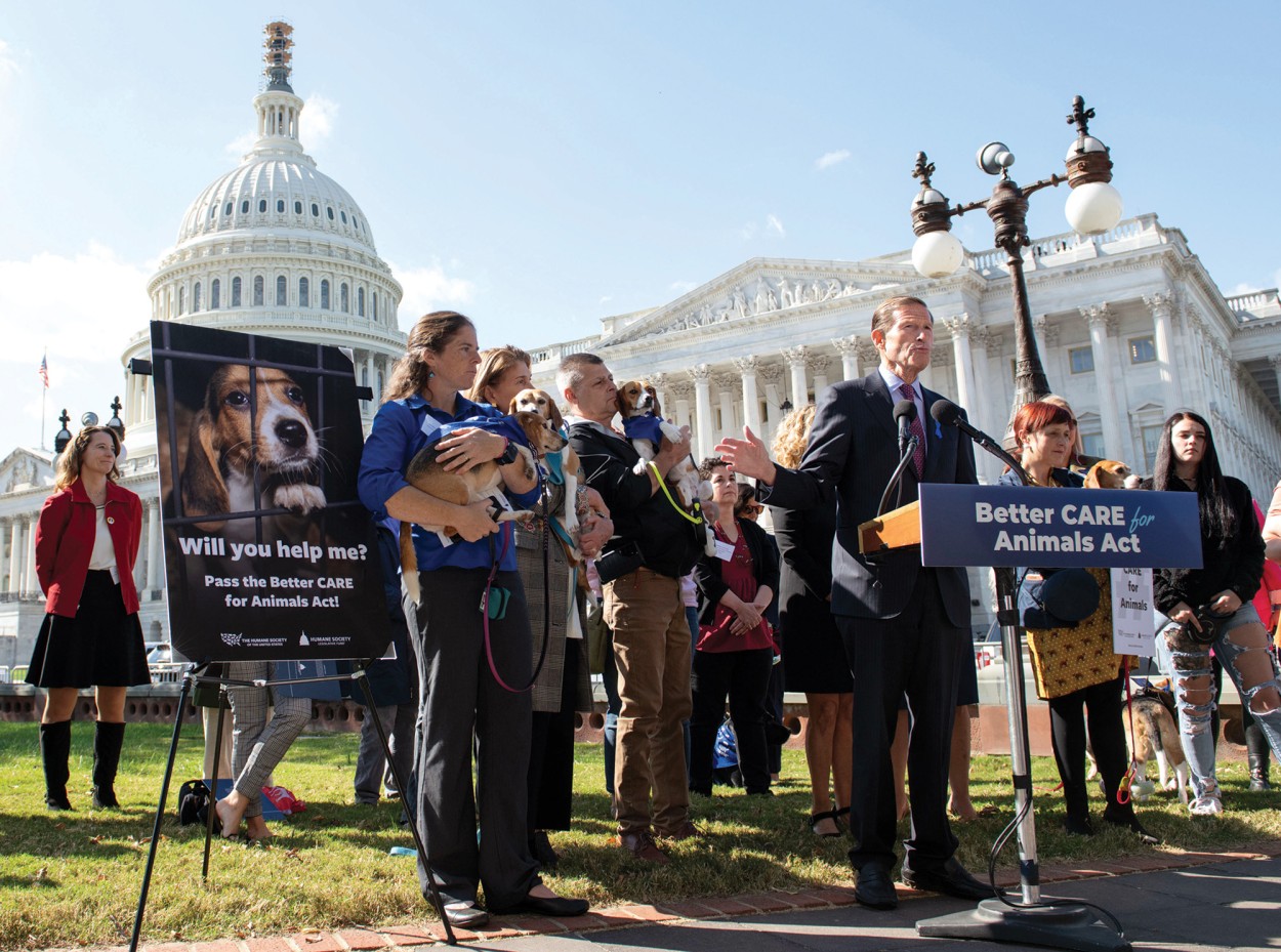 How the Animal Welfare Act has evolved over the decades and what still ...