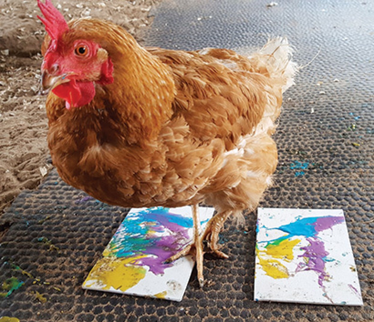 Backyard chickens give us a glimpse into the complex social and ...