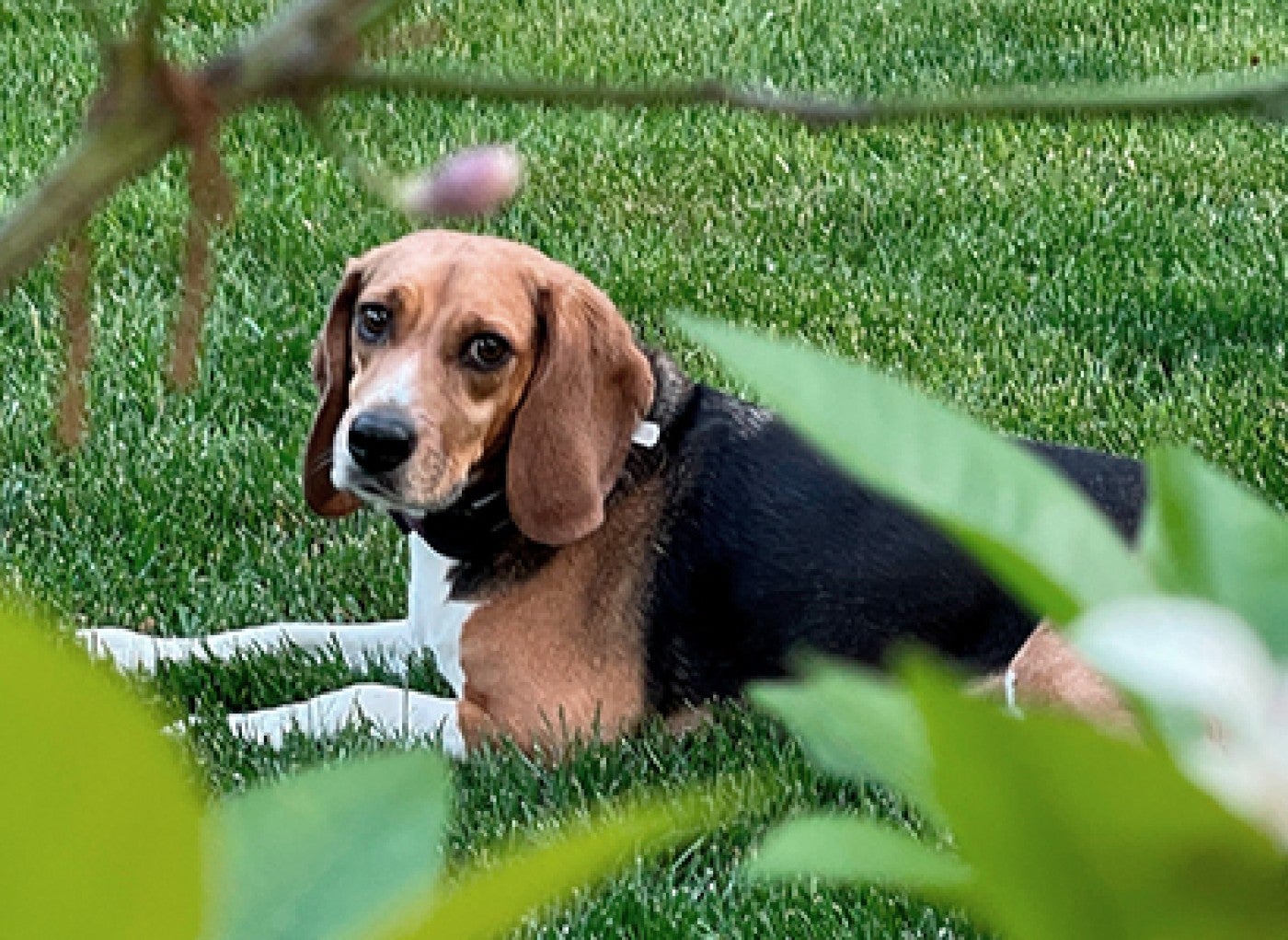 One year of joy for nearly 4,000 beagles freed from lab life | Humane ...