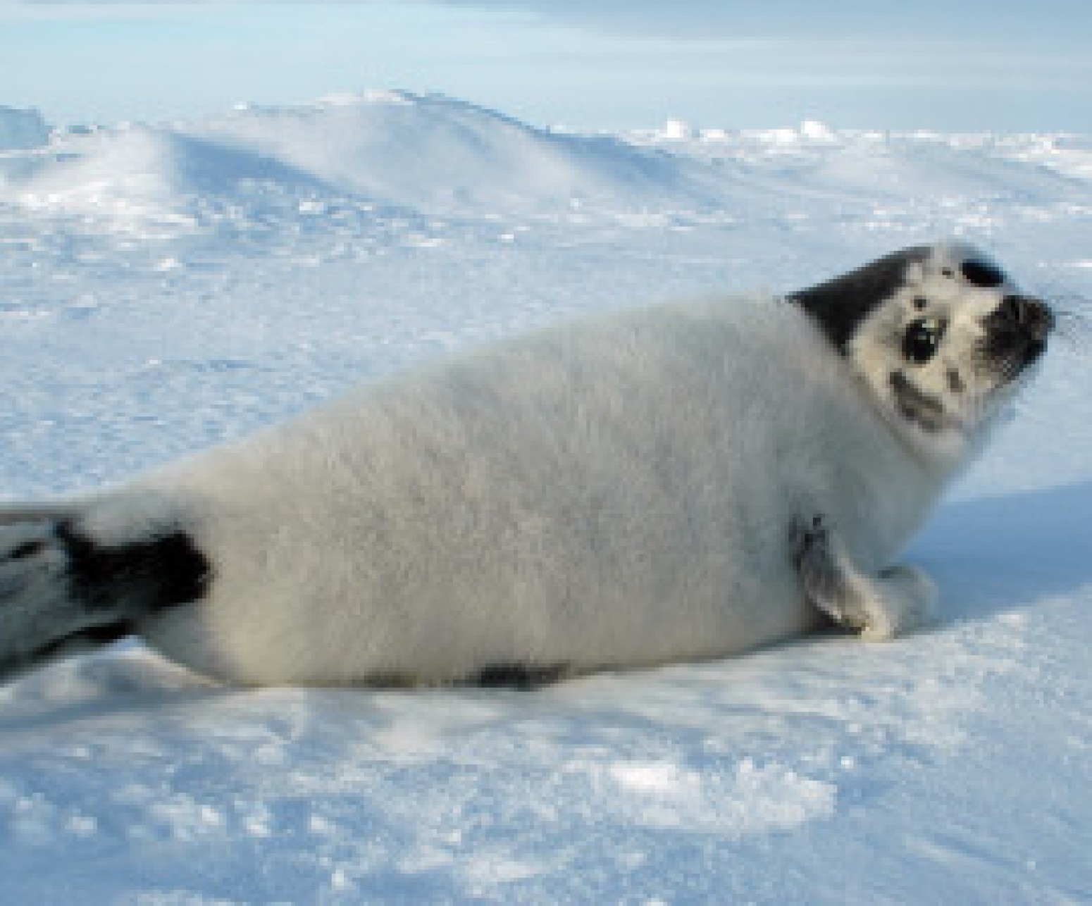Our History | Humane World for Animals