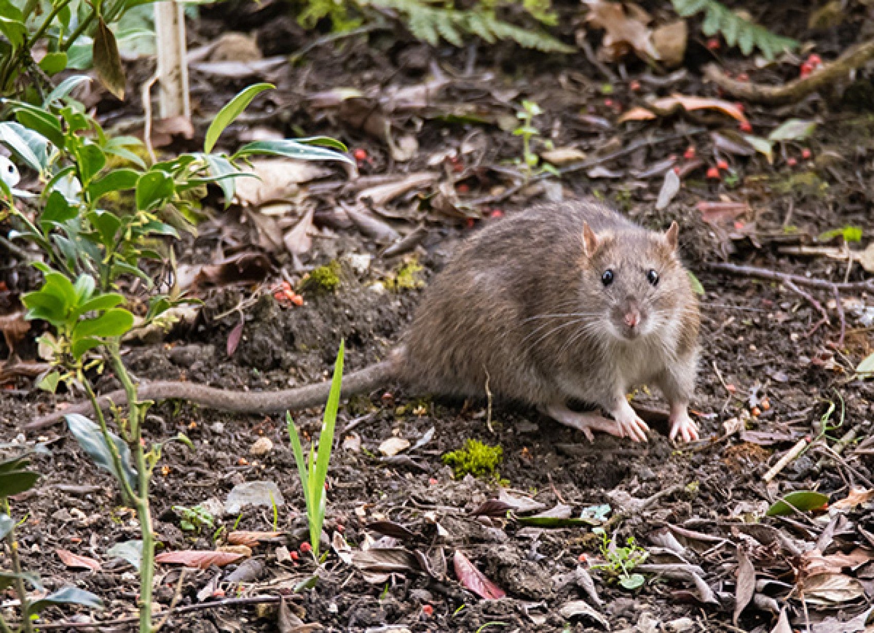 What to do about wild rats | Humane World for Animals
