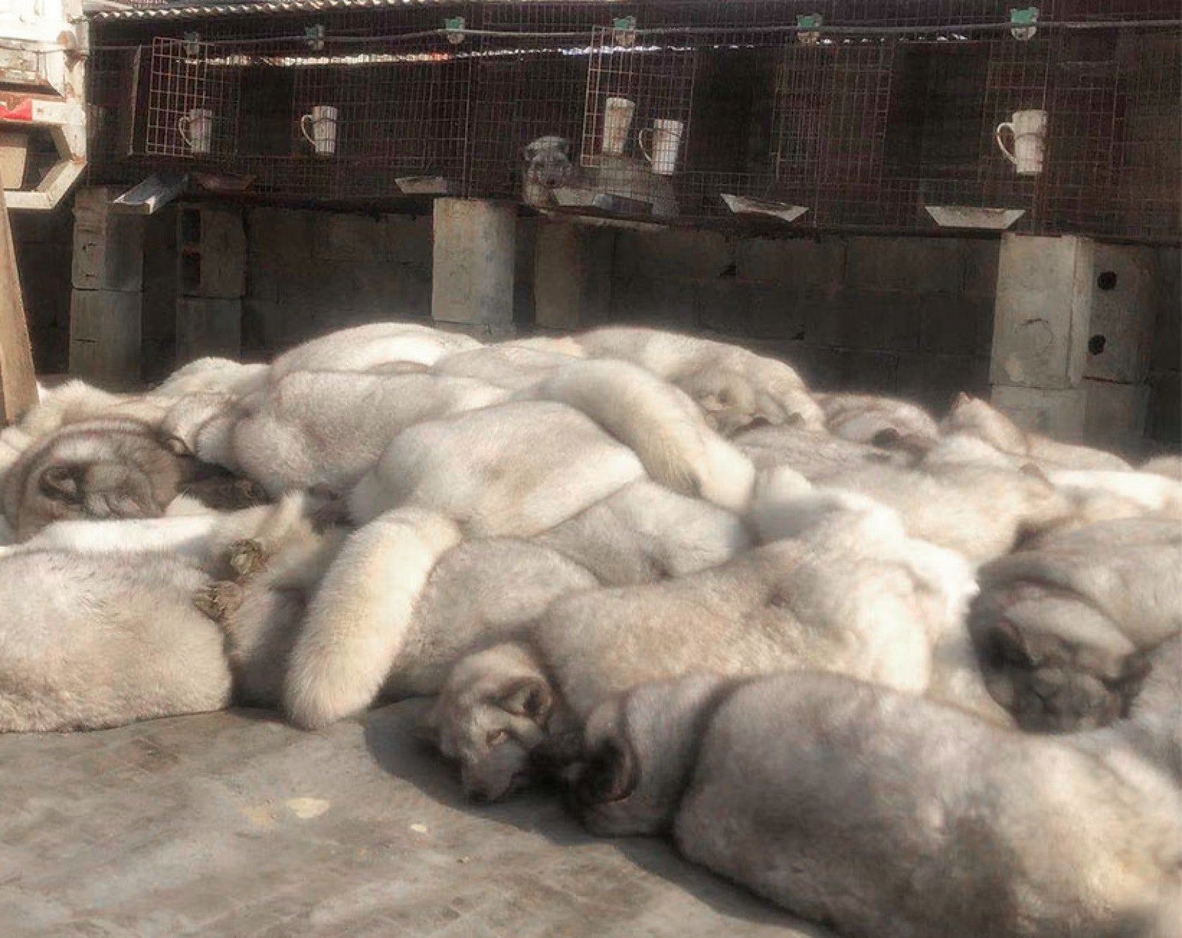 EXPOSED: Undercover investigation at fur farm shows the lives behind ...