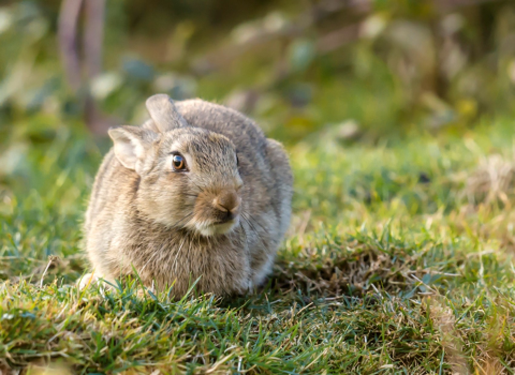 Why Are Animals Afraid of Fireworks? Find Out Here!