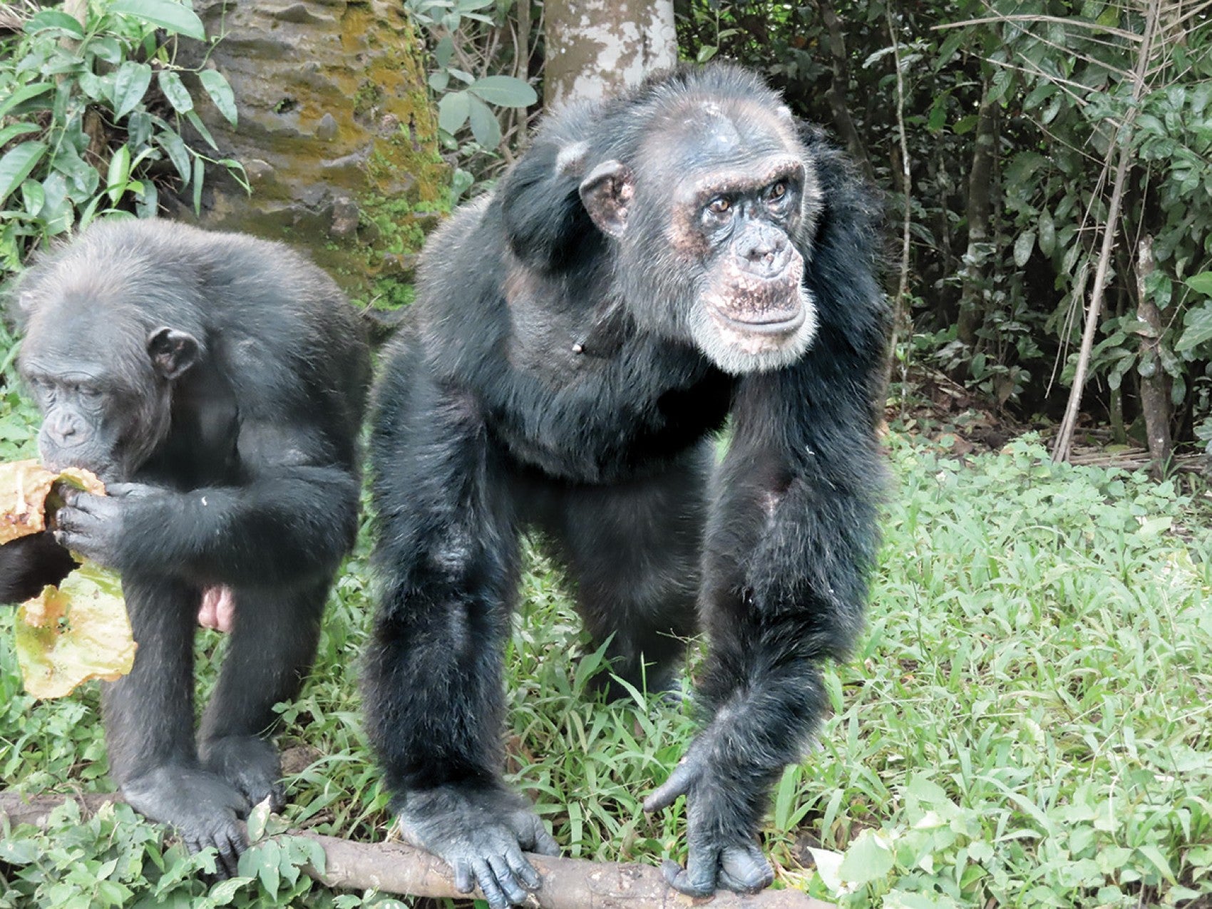 Before and after photos show the power of animal rescue | Humane World ...