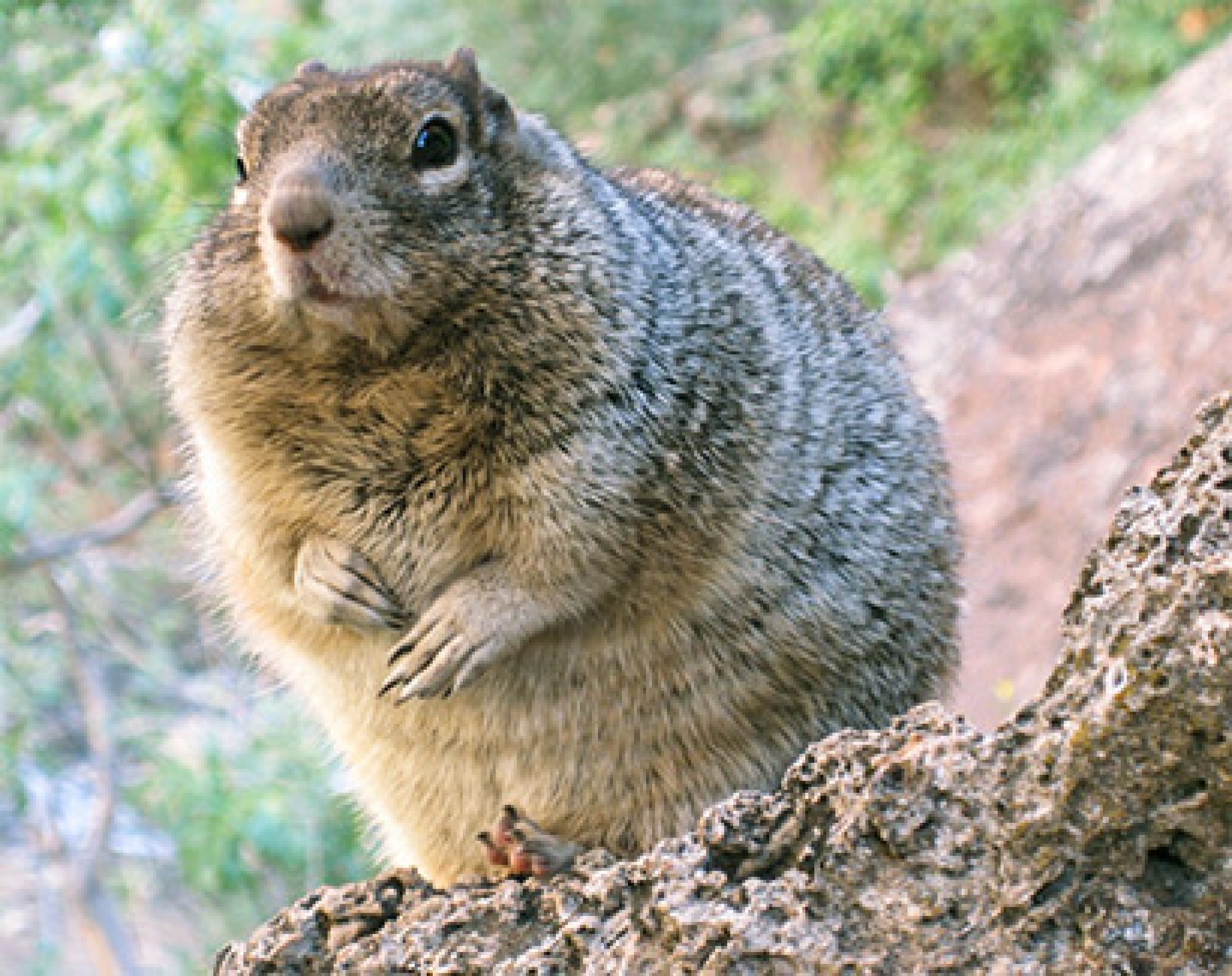 Keeping your distance | Humane World for Animals