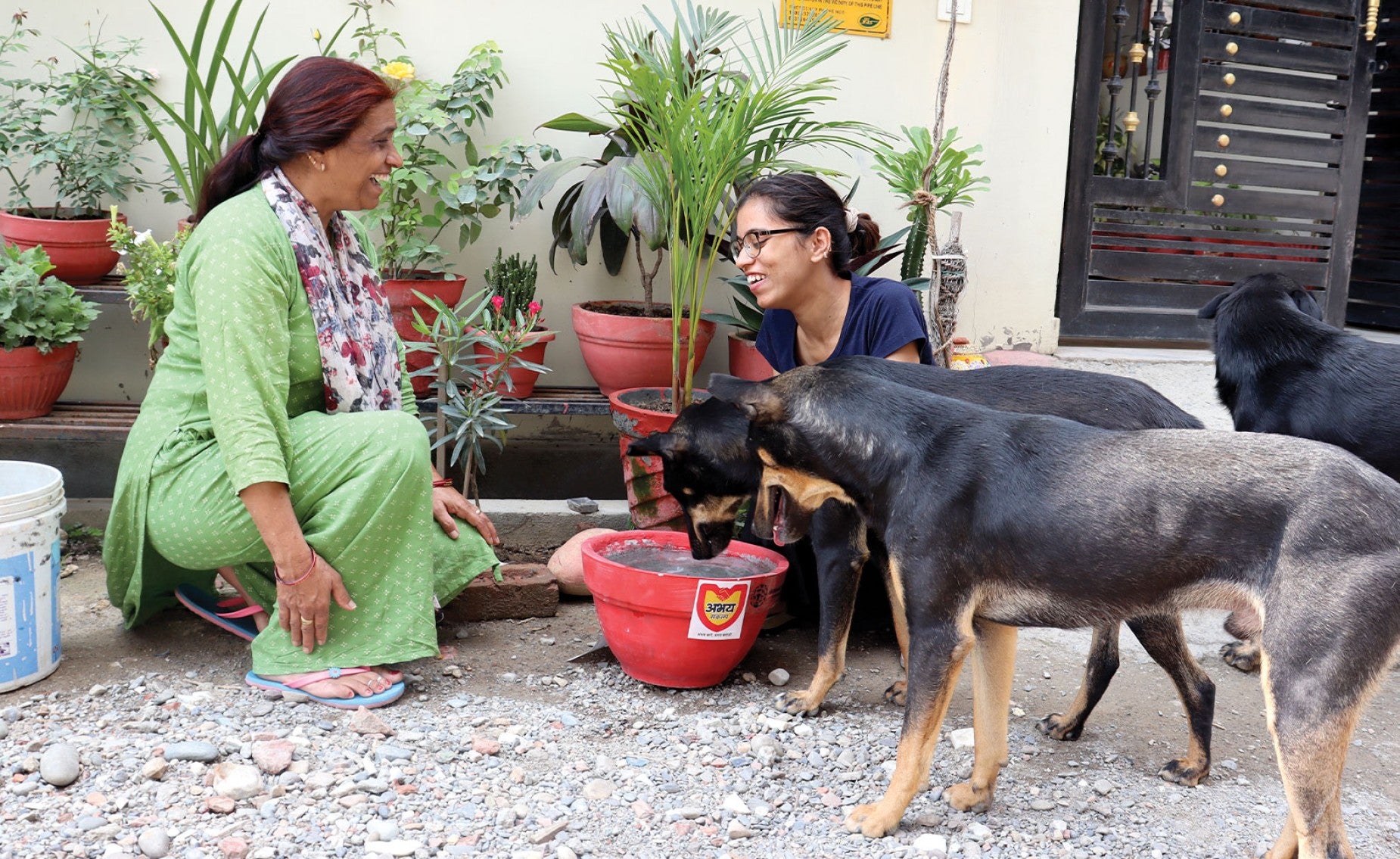 Breaking barriers for India’s street dogs | Humane World for Animals