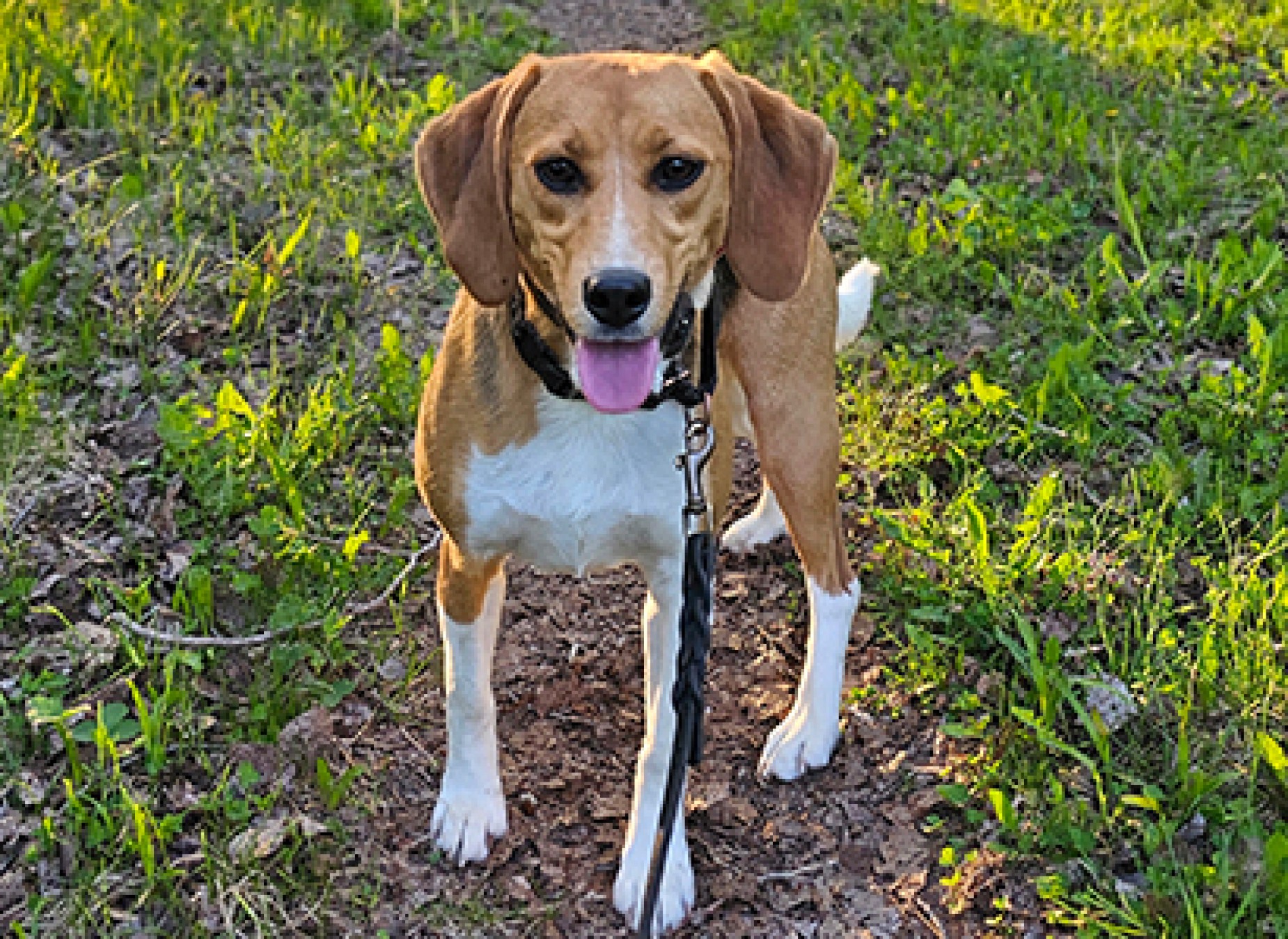 One year of joy for nearly 4,000 beagles freed from lab life | Humane ...