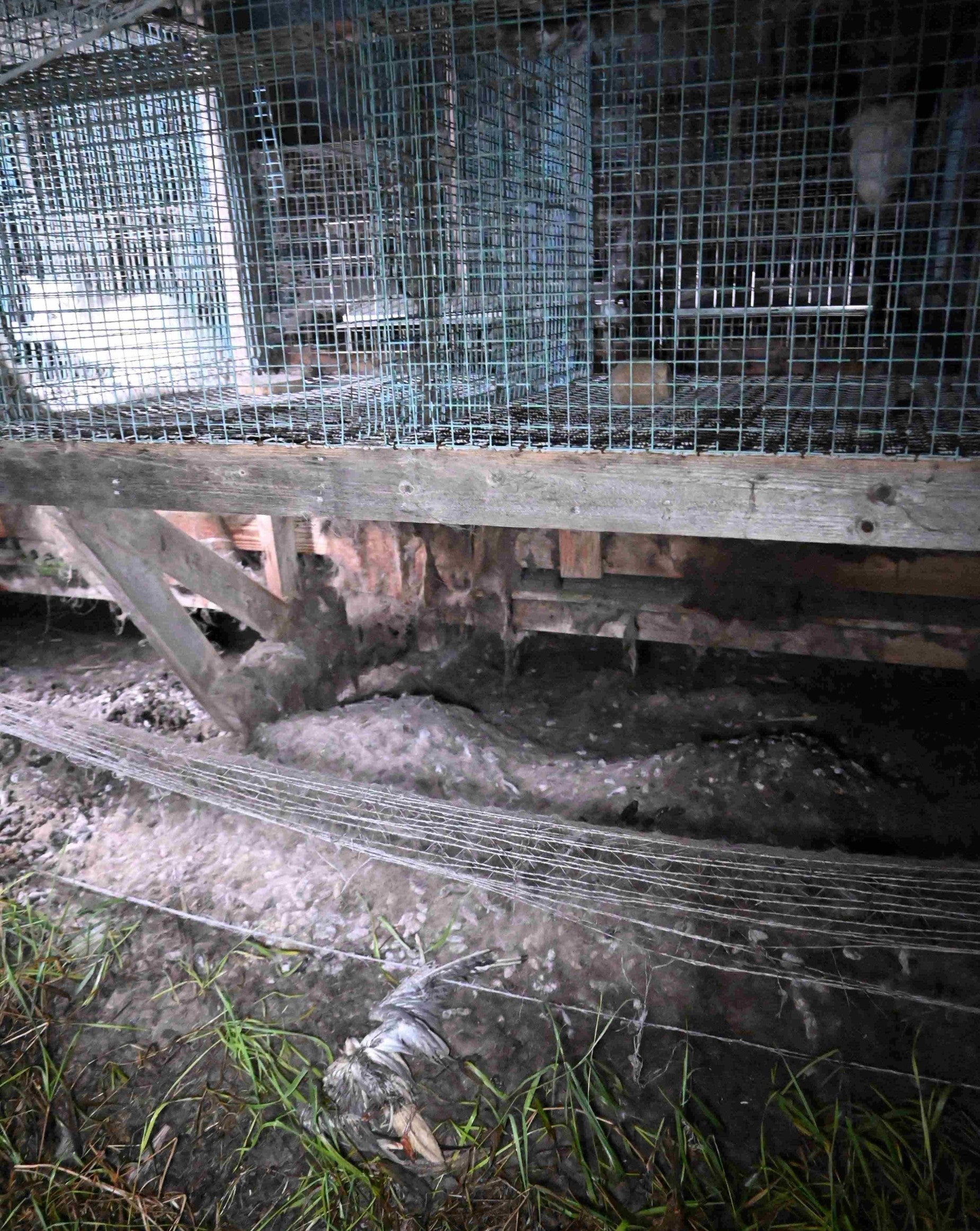 New investigation exposes what a ‘high welfare’ fur farm really looks ...