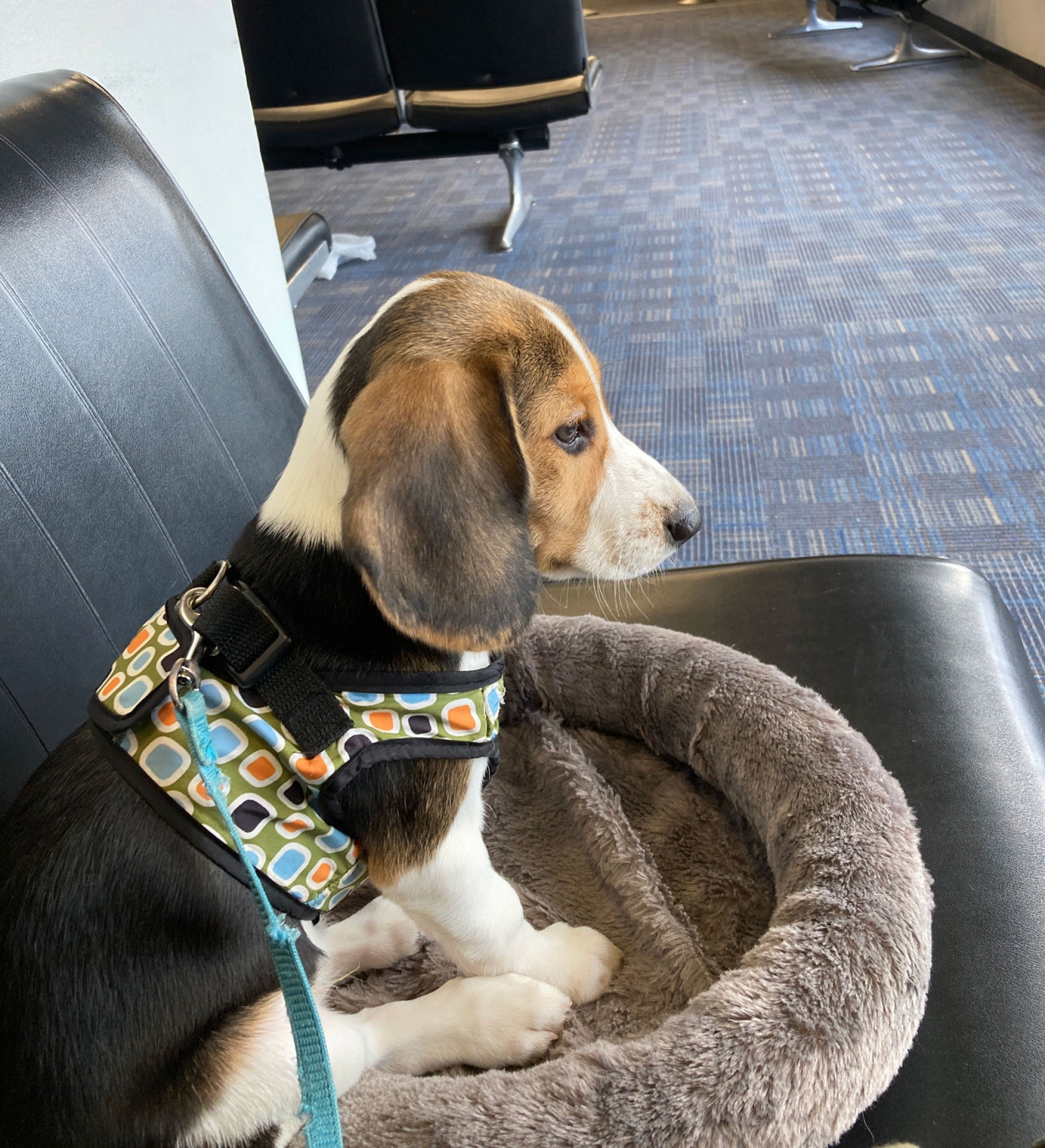 The Envigo beagle survivors: How more than 4,000 dogs sparked a ...