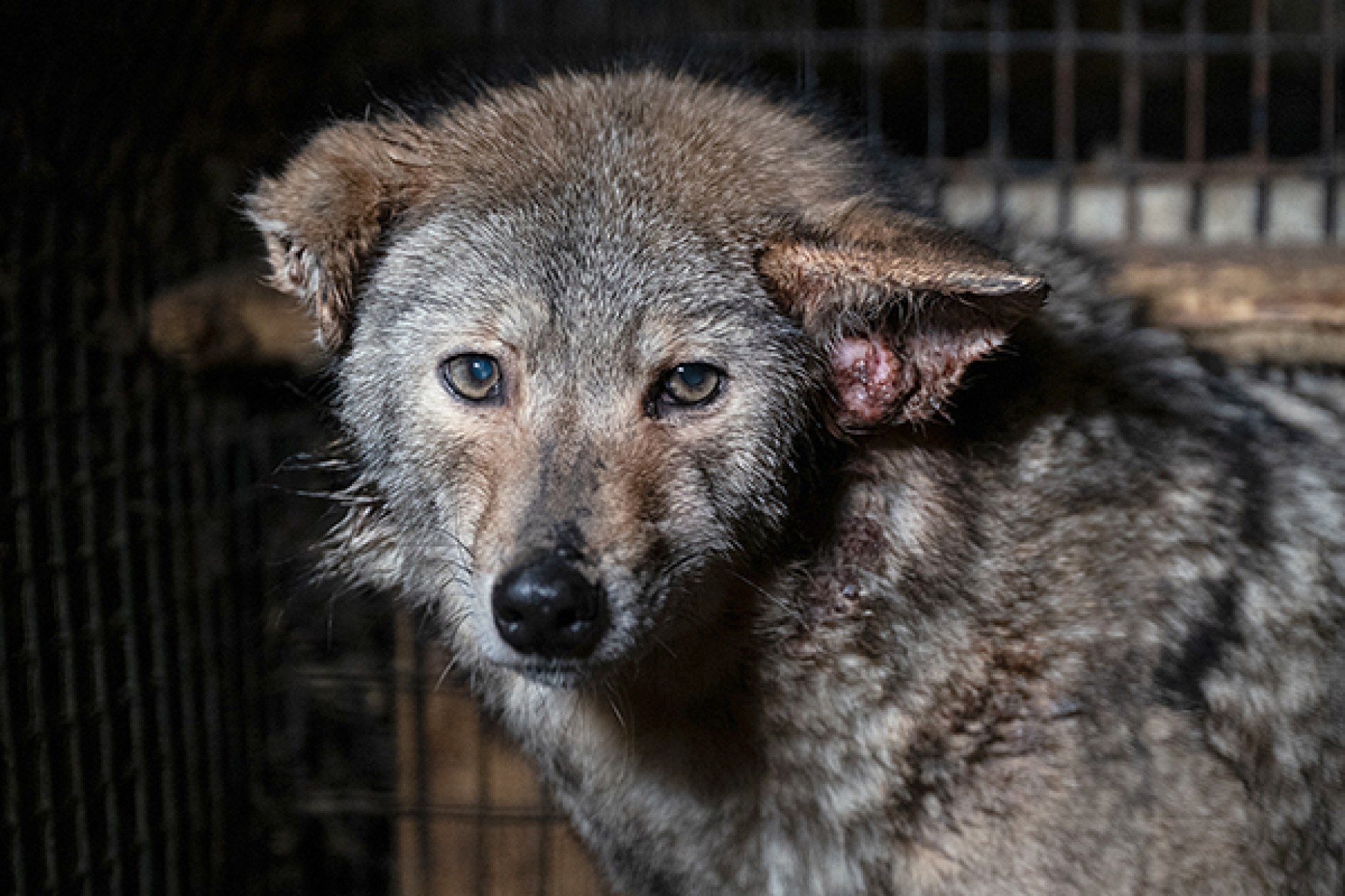 Hundreds of animals saved from neglect and cold at an Ohio fur farm ...