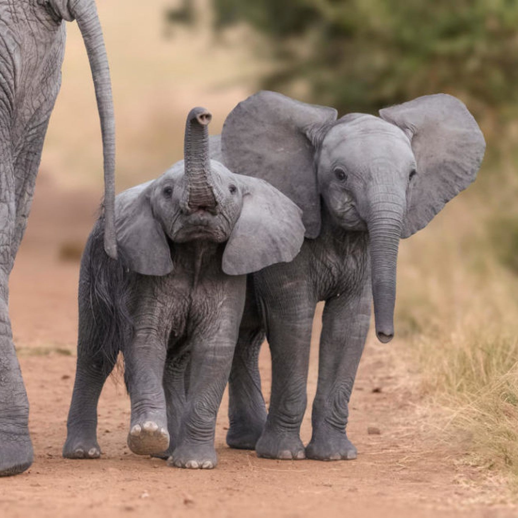 Contact Us | Humane World for Animals