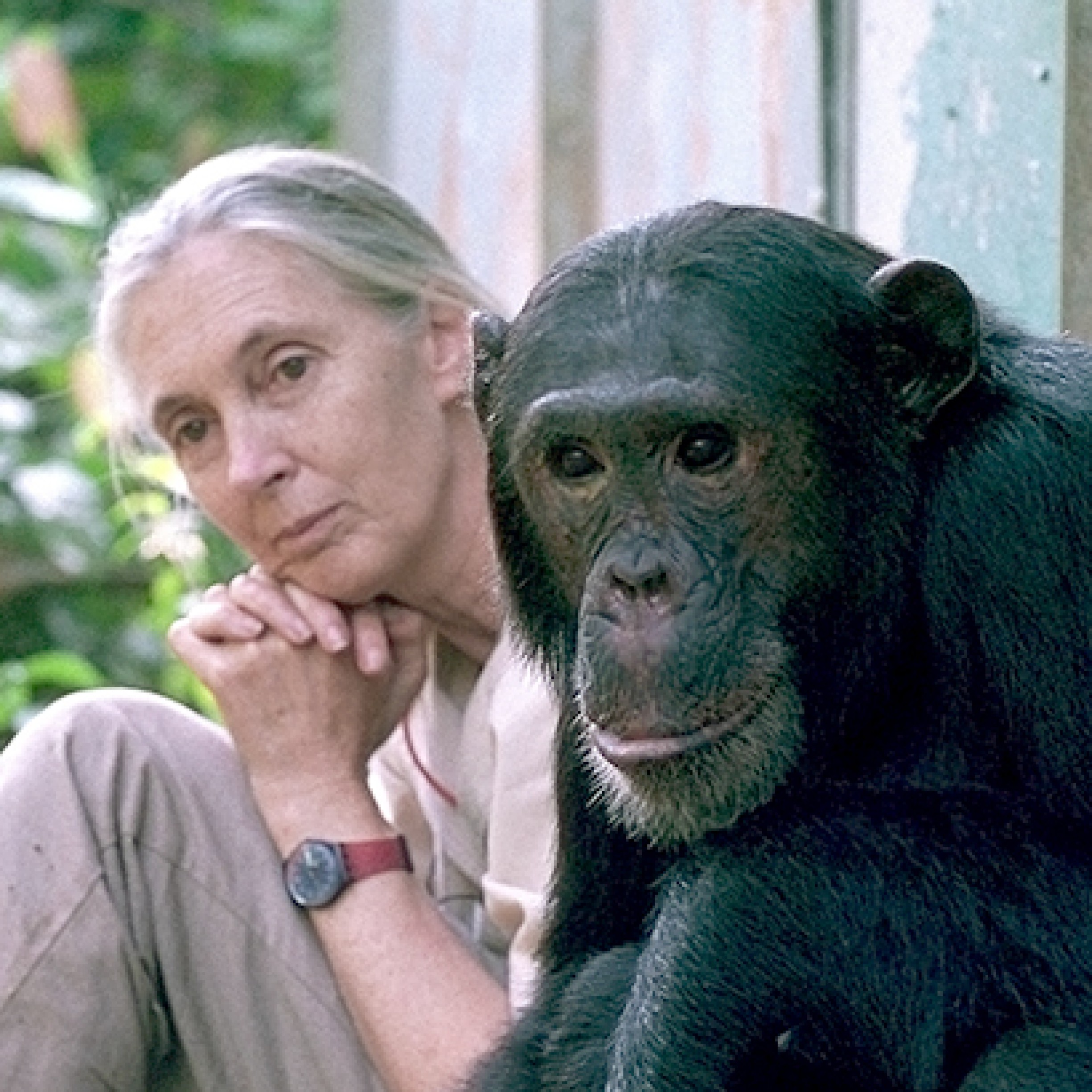 Exclusive interview with animal activist Dr. Jane Goodall | Humane ...