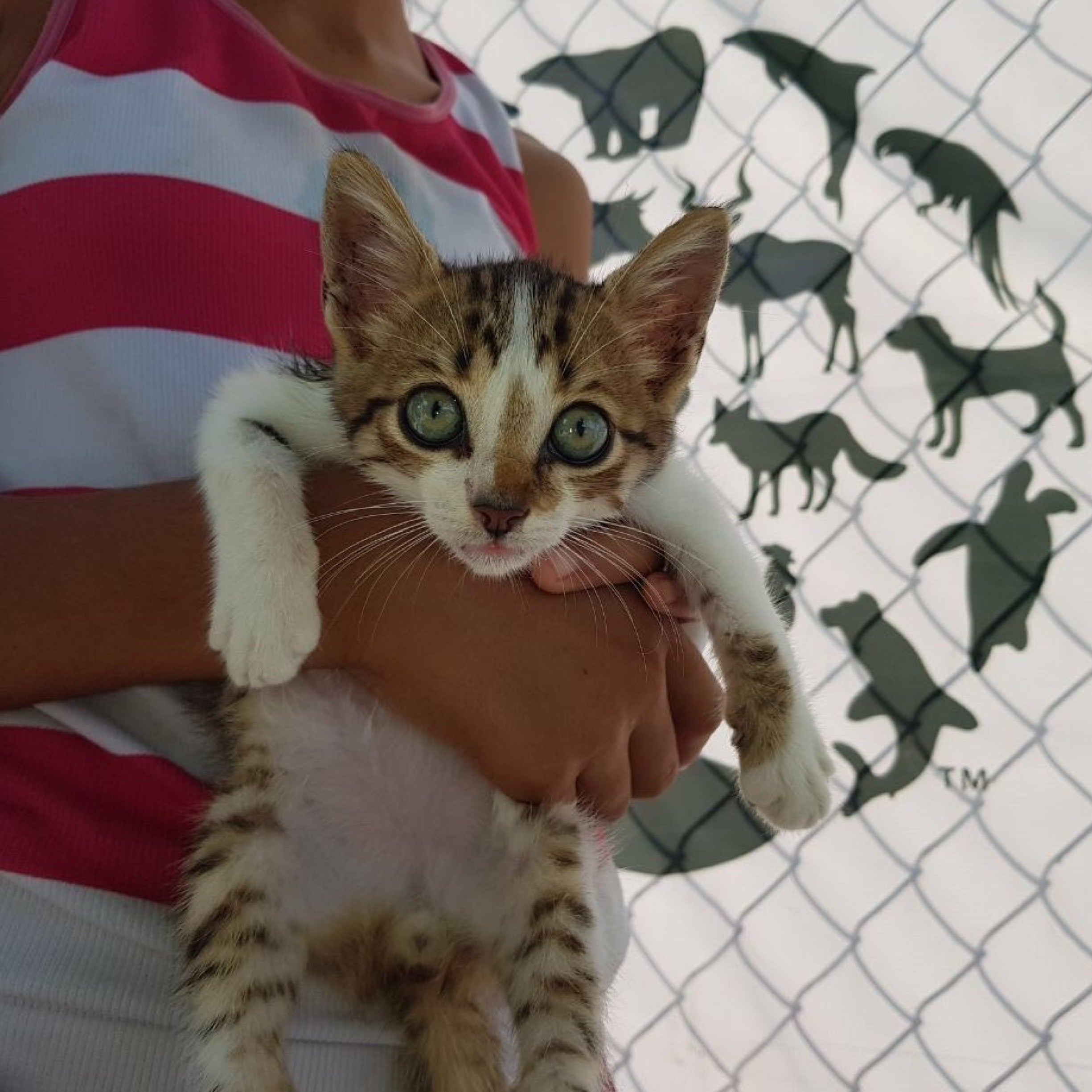 Contact Us | Humane World for Animals