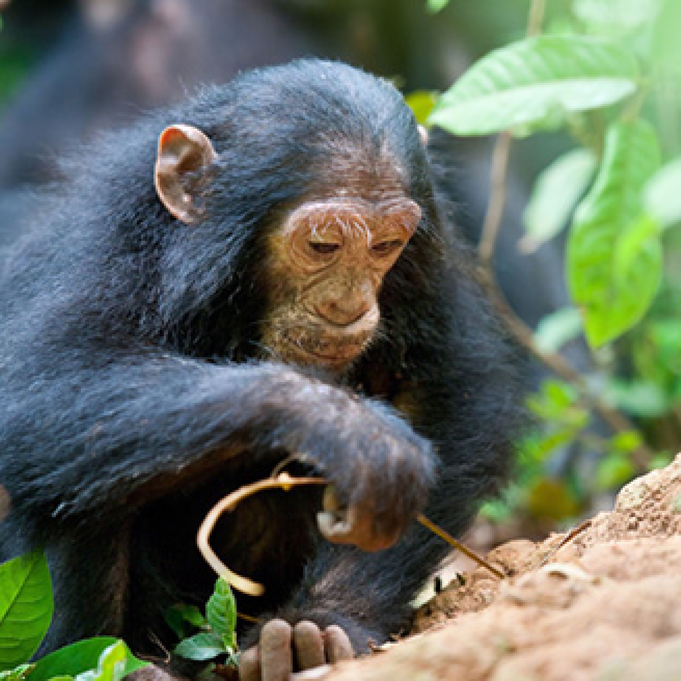 Exclusive interview with animal activist Dr. Jane Goodall | Humane ...