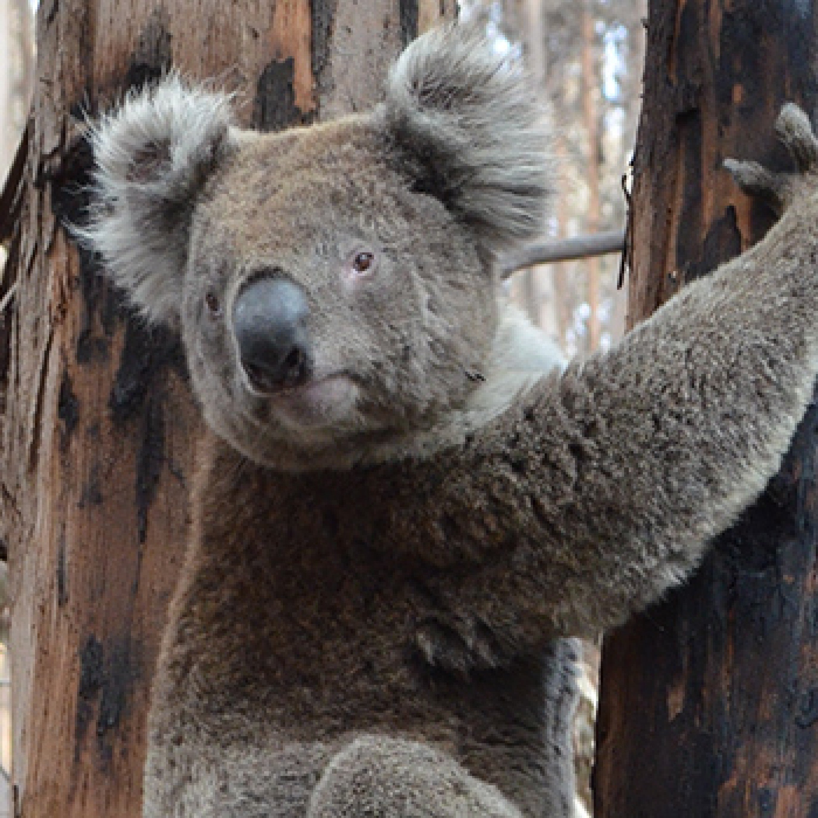 Contact Us | Humane World for Animals