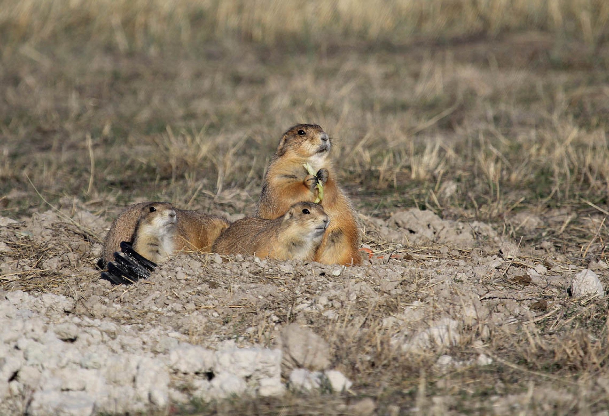 What to do about prairie dogs | Humane World for Animals