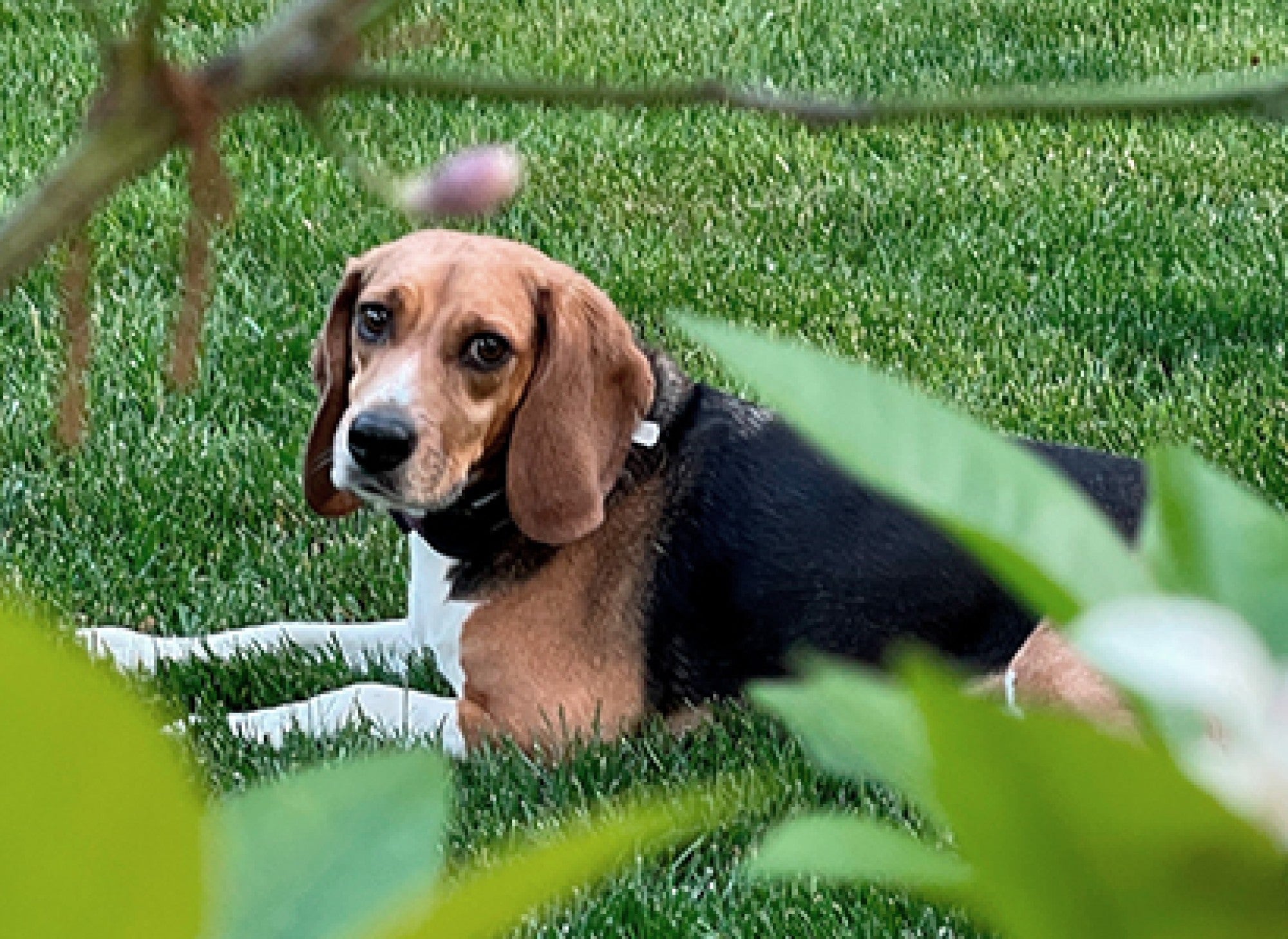 One year of joy for nearly 4,000 beagles freed from lab life | Humane ...