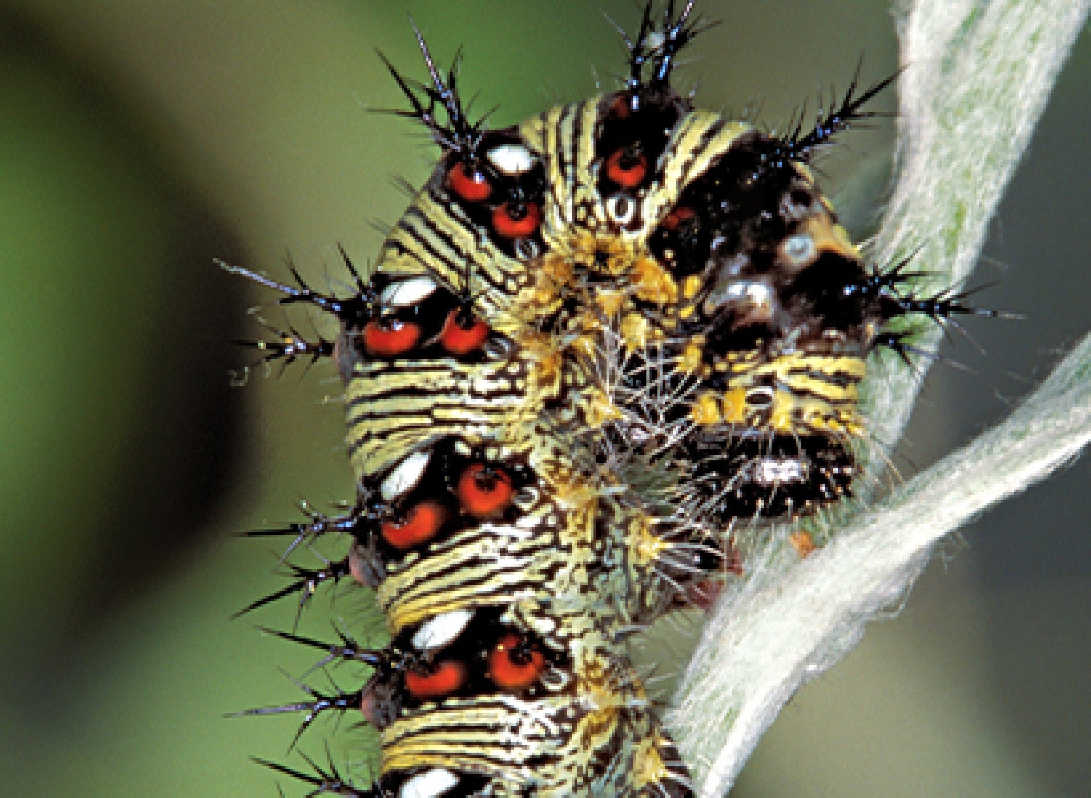 The caterpillar effect | Humane World for Animals