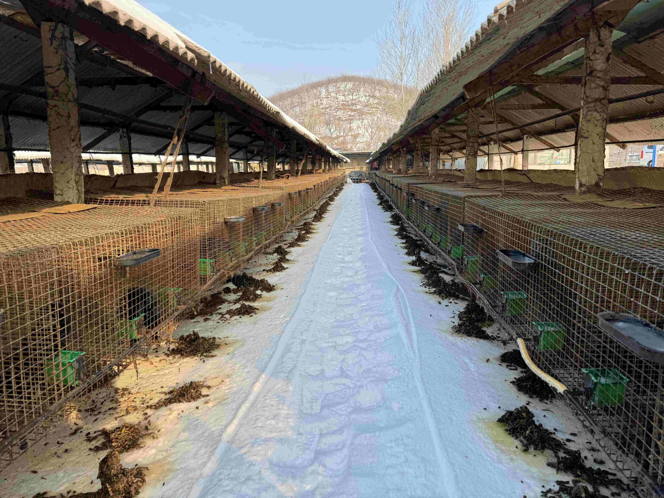 Fur farm investigation exposes immense suffering and disease risk in ...