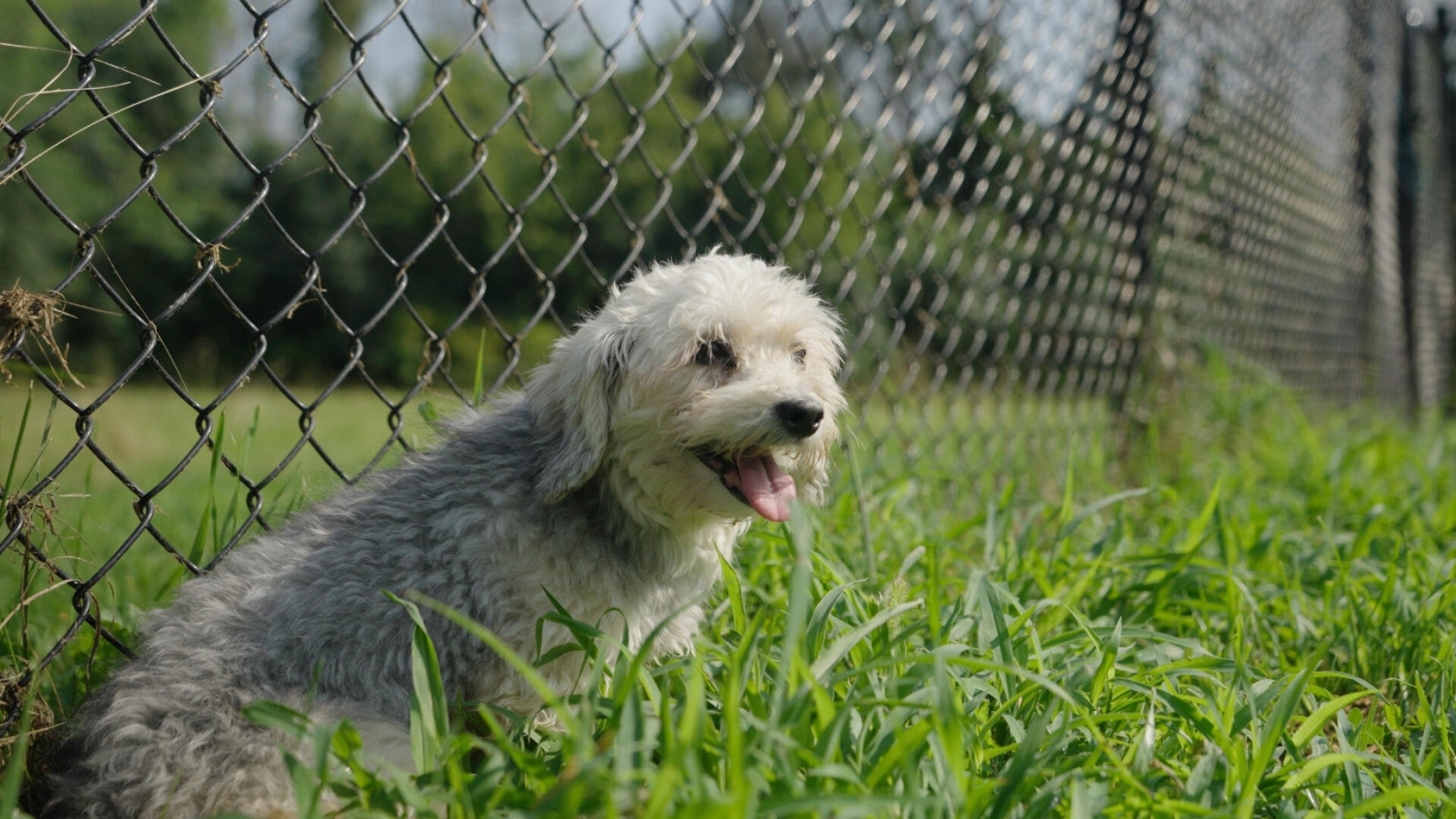 Exhausted puppy mill dog makes inspiring transformation in Canada ...