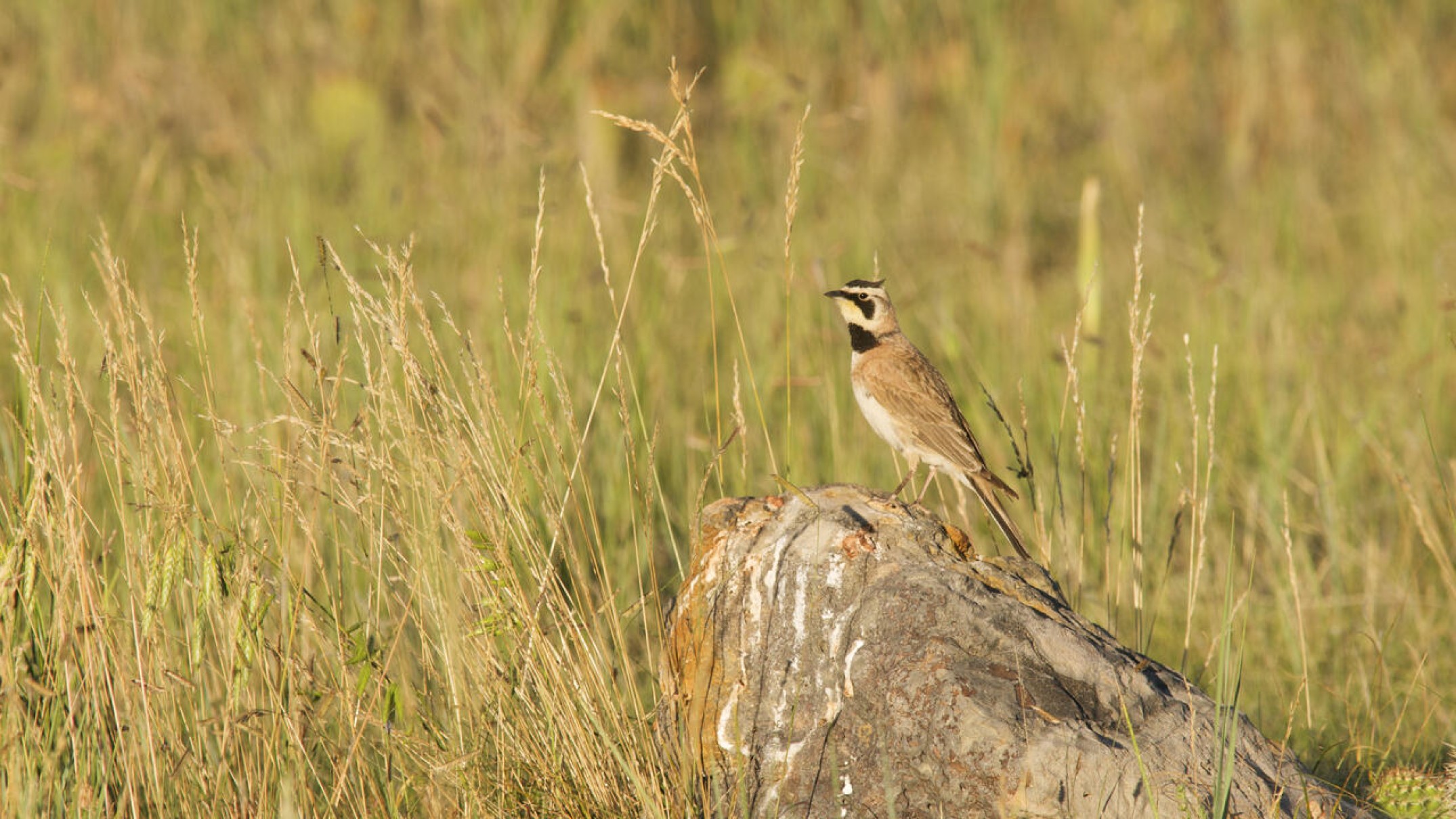 The Surprising Role Prairie Dogs Play in Saving Ecosystems