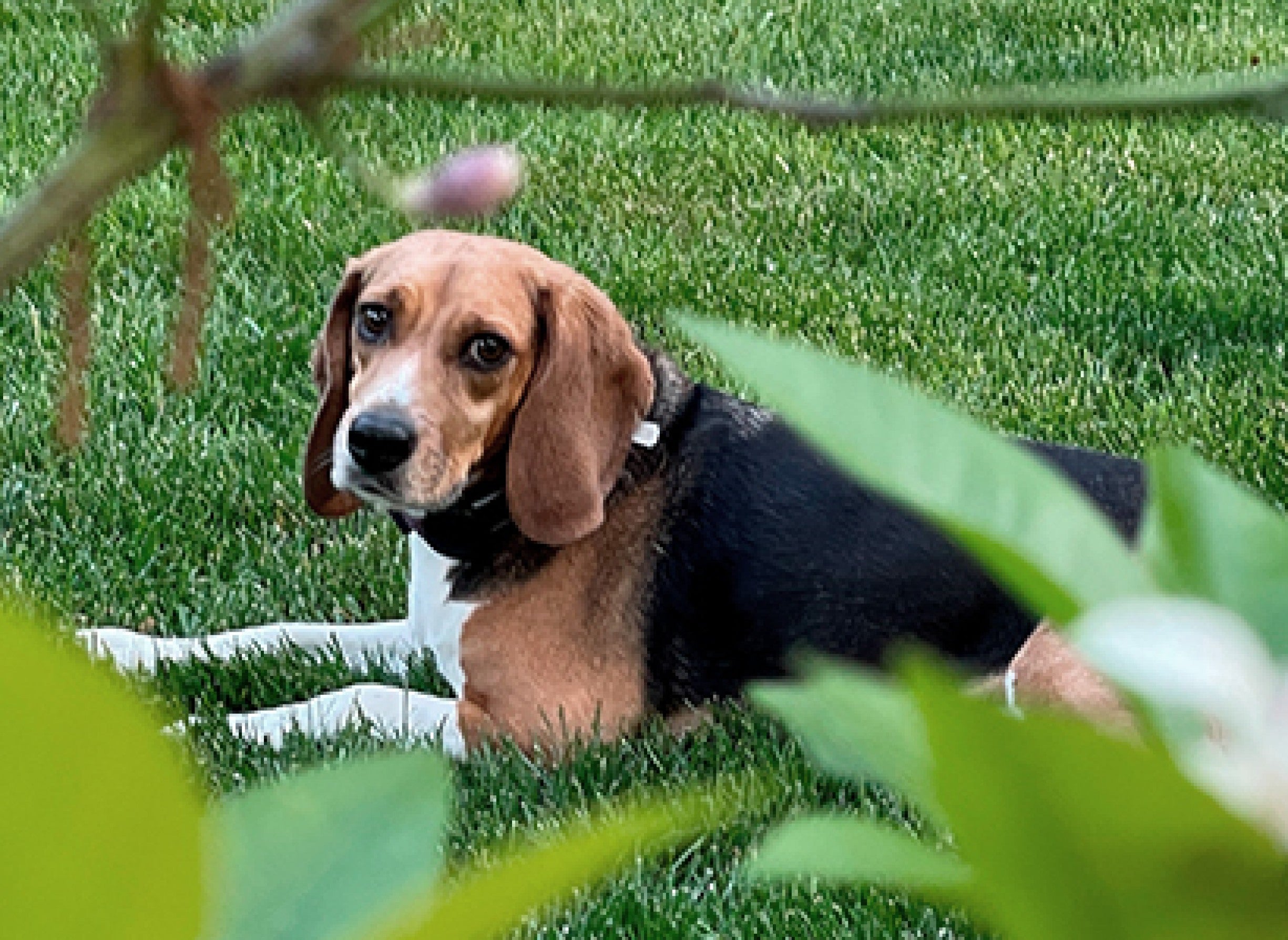 One year of joy for nearly 4,000 beagles freed from lab life | Humane ...