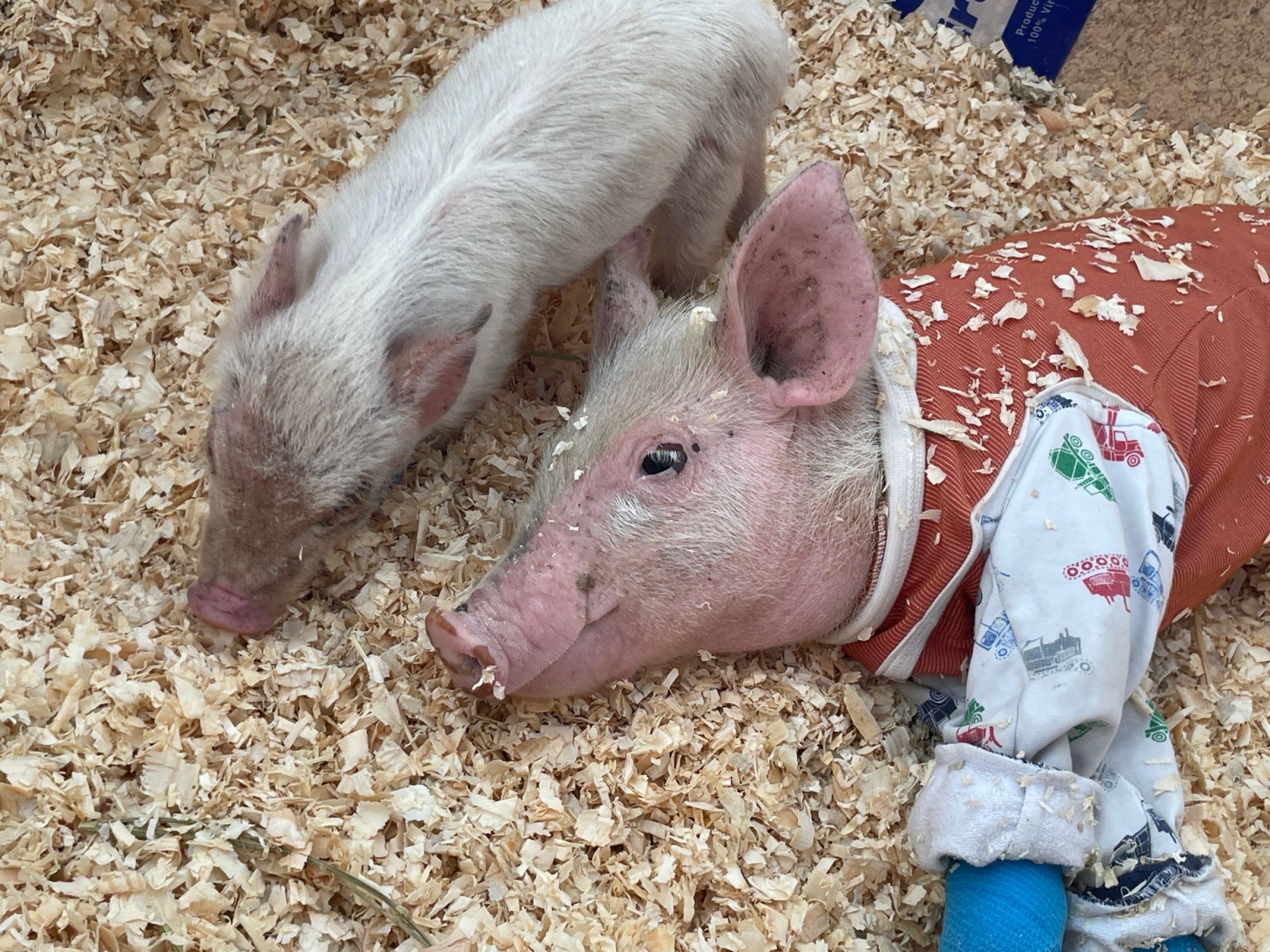 In Chile, our rescue team is helping save hundreds of animals imperiled ...