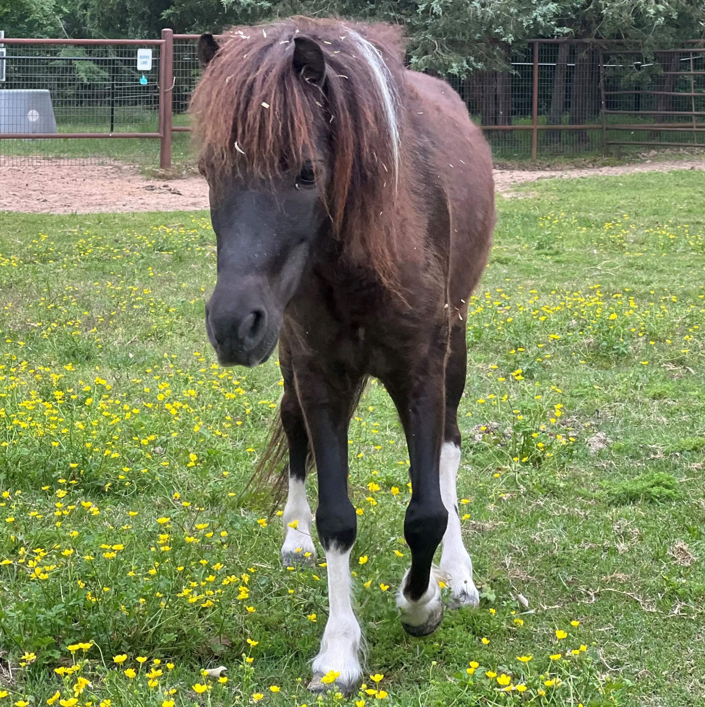 This was Spicy Jalapeño before rescuers brought him to Black Beauty ...