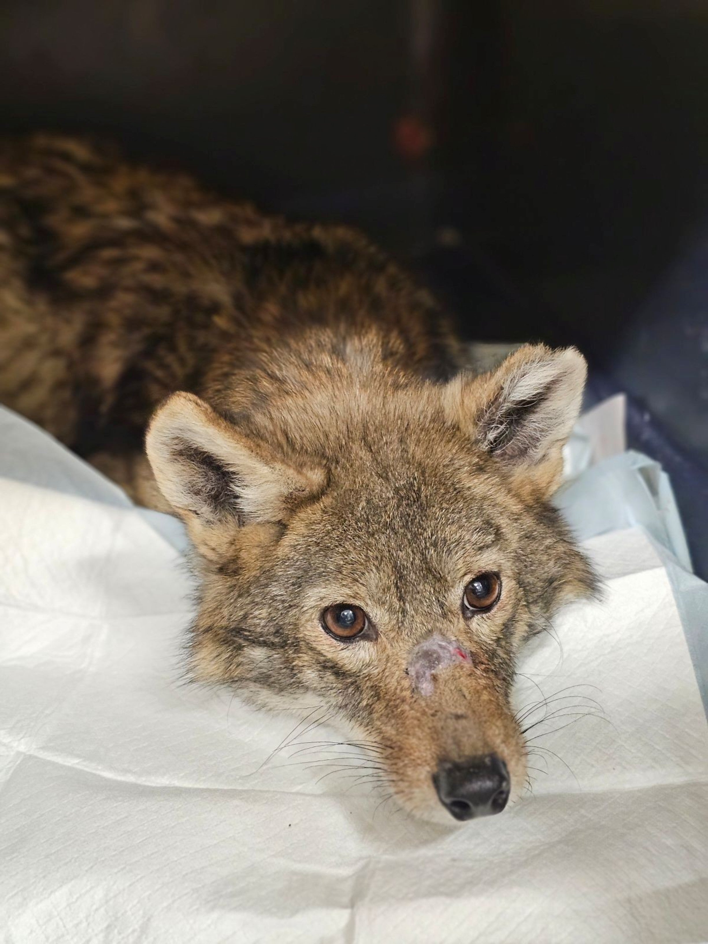 Coyotes, foxes among hundreds of animals saved from fur and urine farm ...