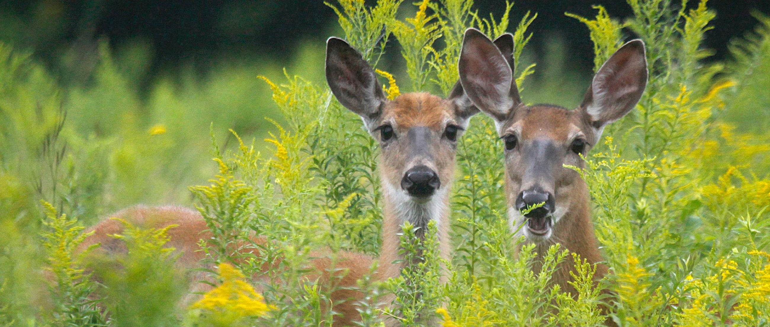 What to do about deer | Humane World for Animals