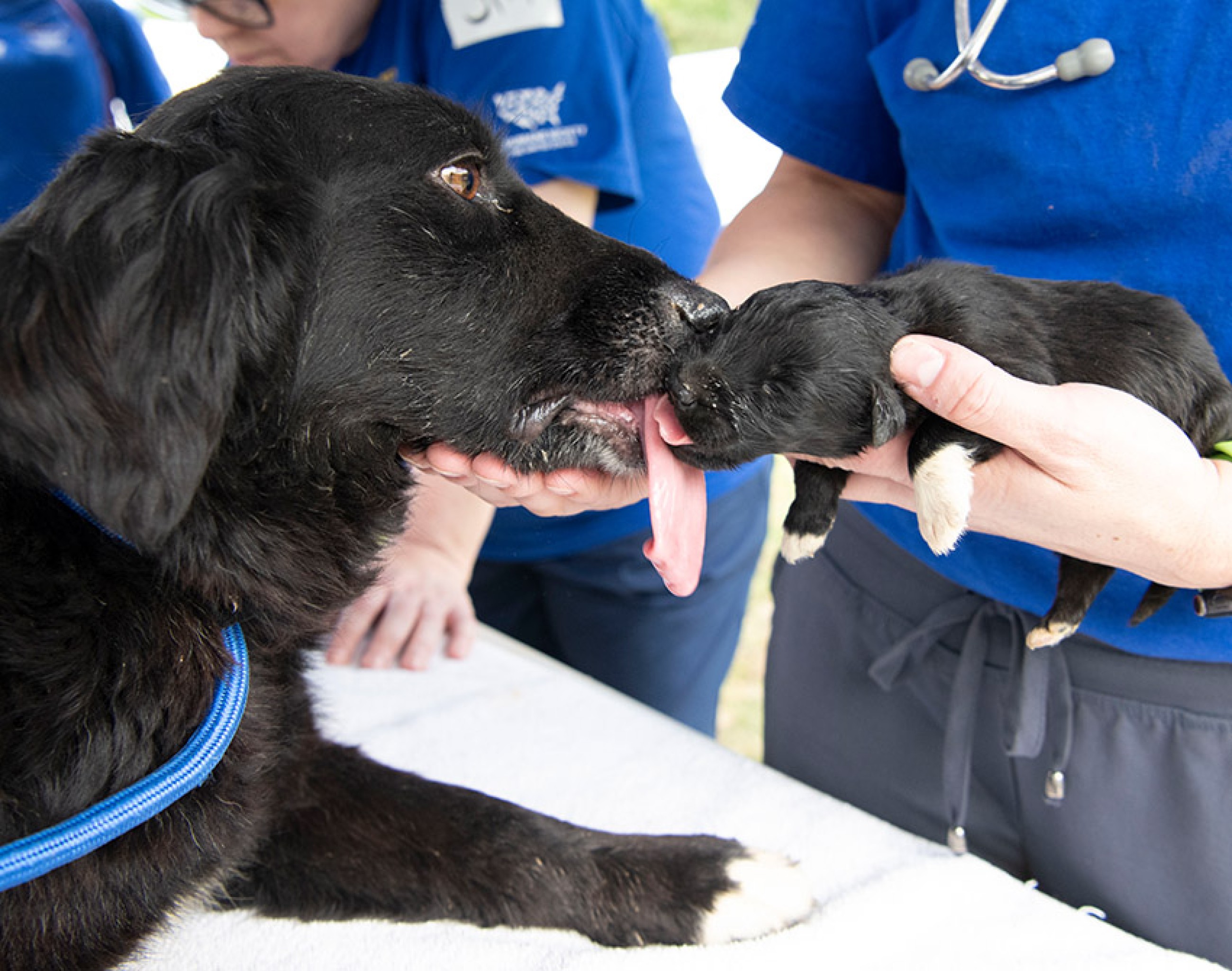 How the Humane Society family helped animals in 2023 | Humane World for ...