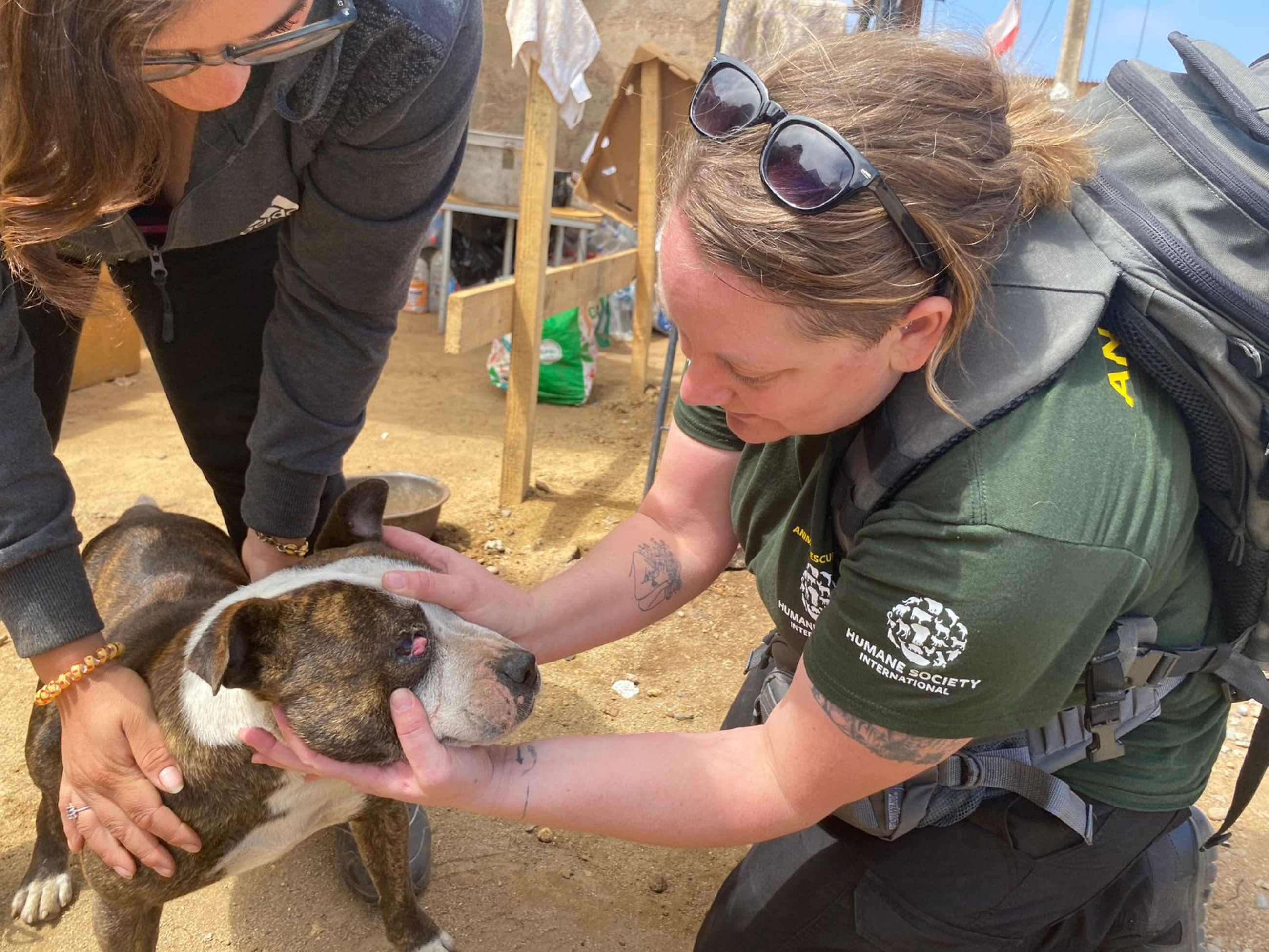 In Chile, our rescue team is helping save hundreds of animals imperiled ...