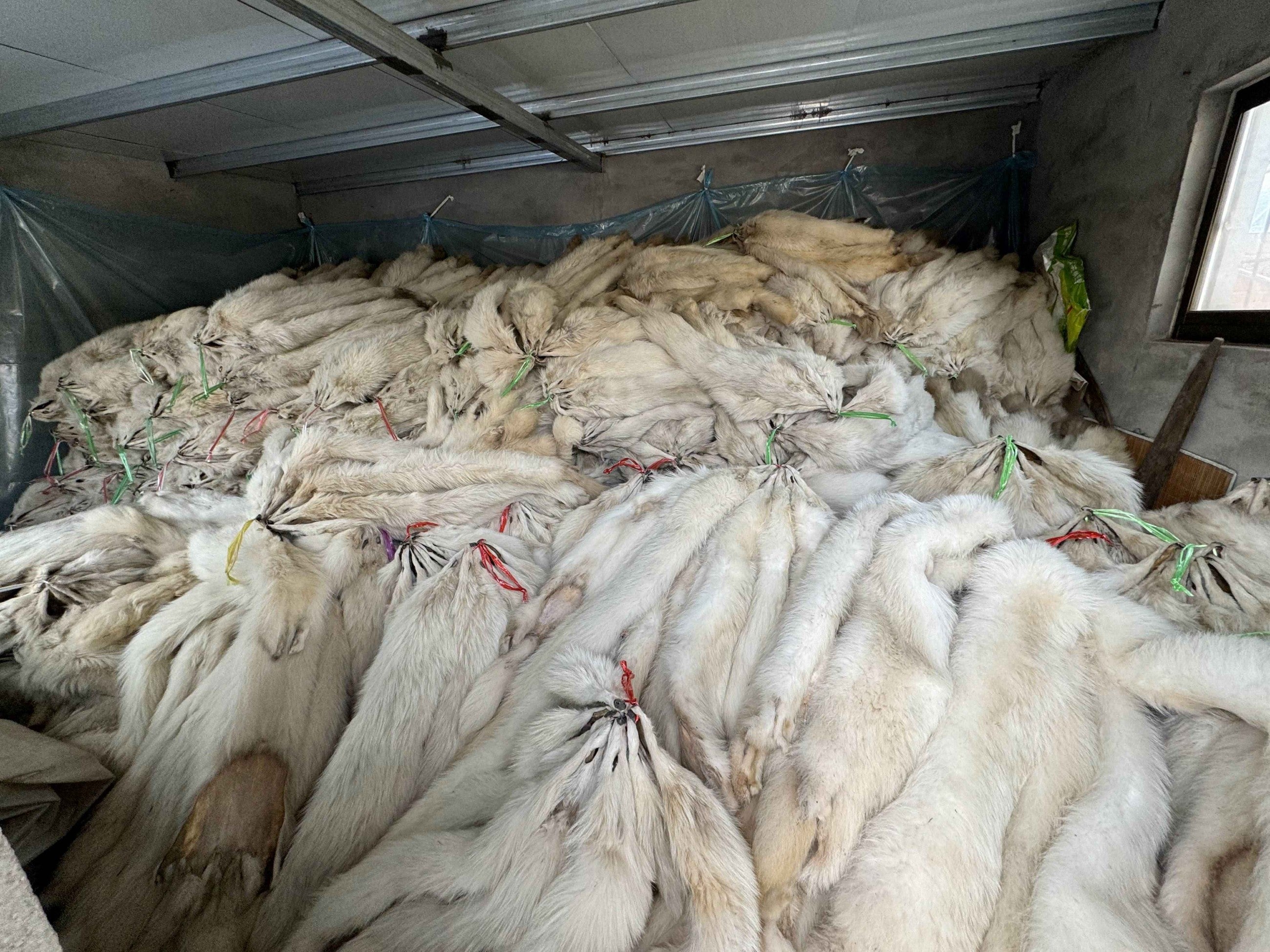 Fur farm investigation exposes immense suffering and disease risk in ...