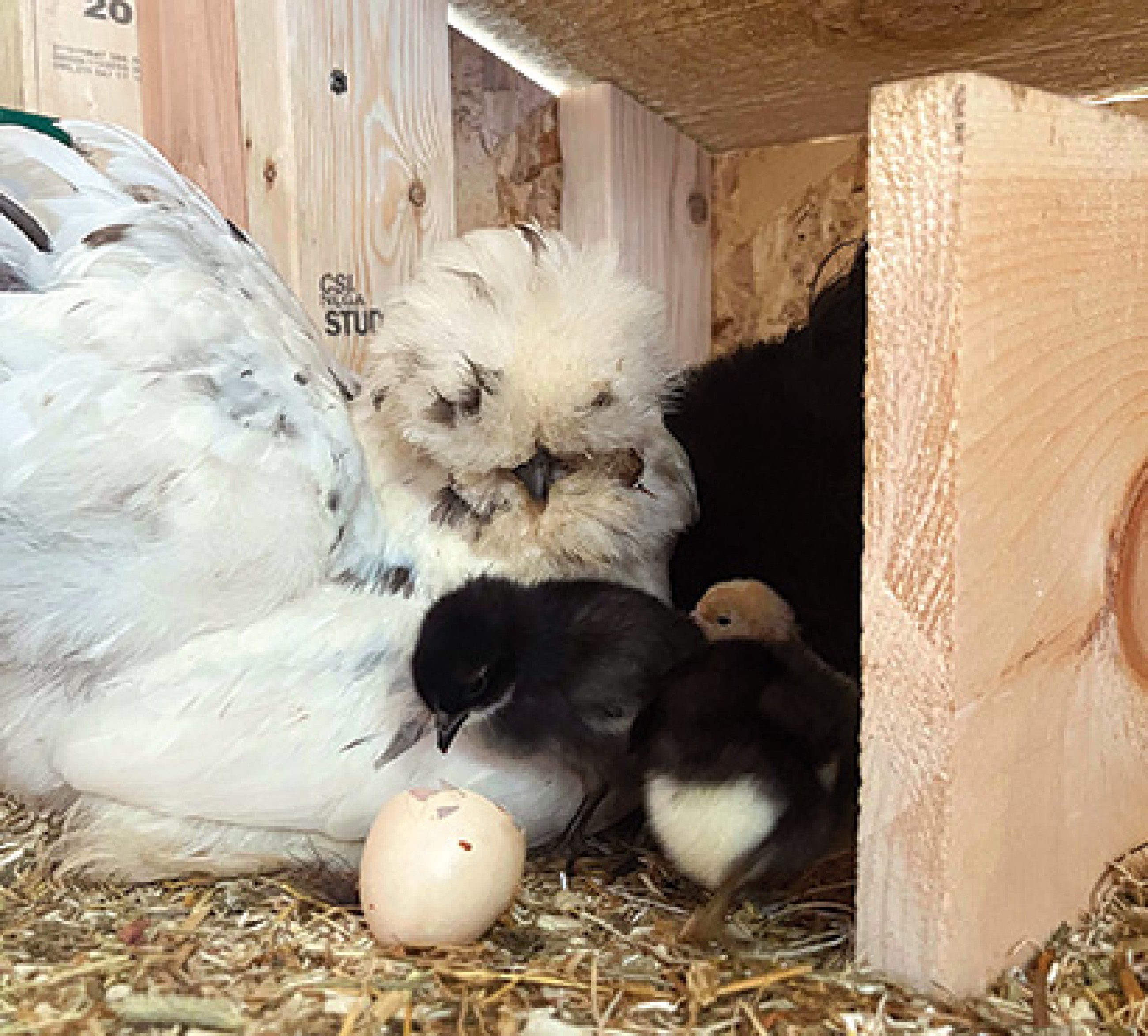Backyard chickens give us a glimpse into the complex social and ...