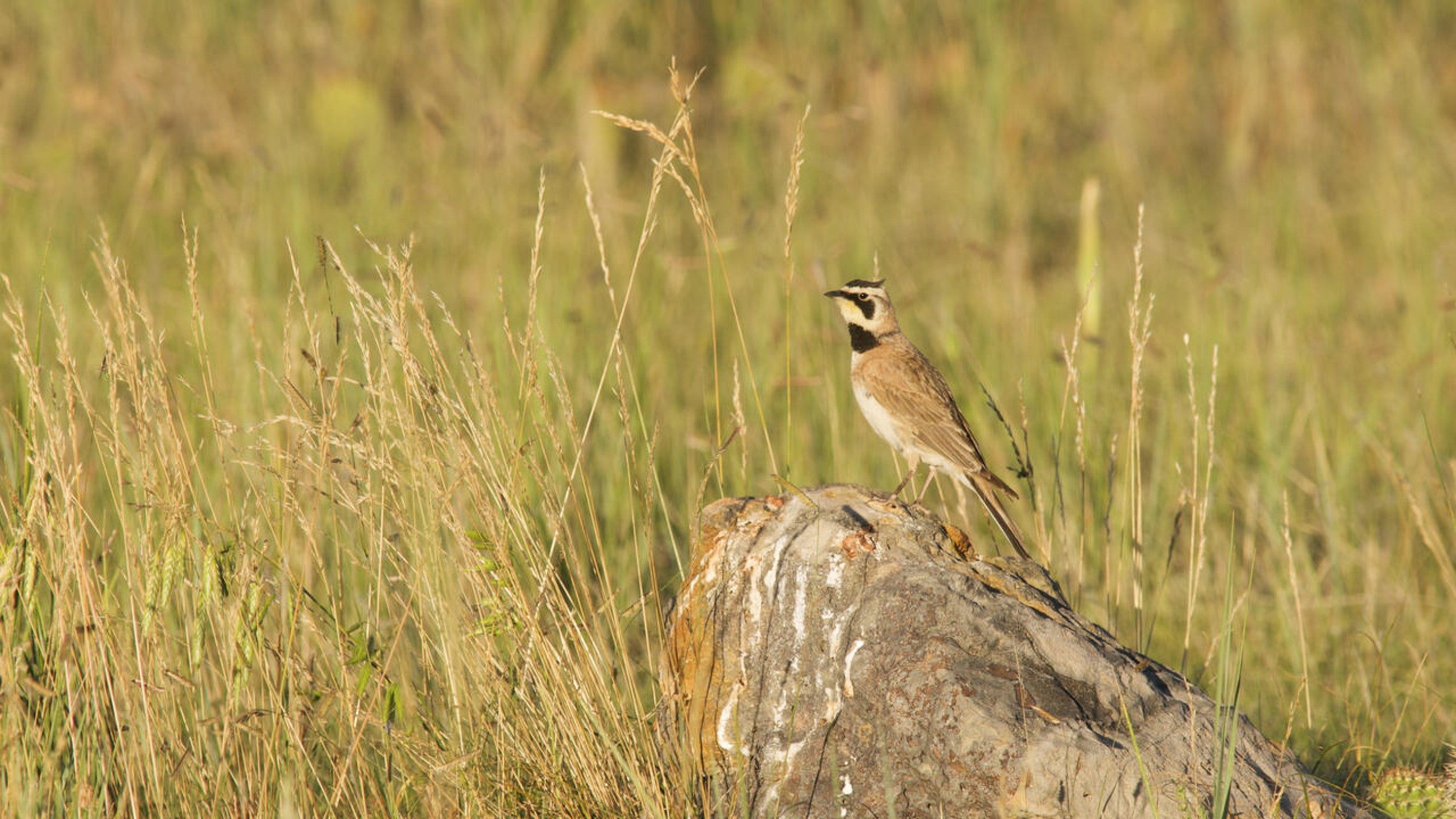The surprising role prairie dogs play in saving ecosystems | Humane ...