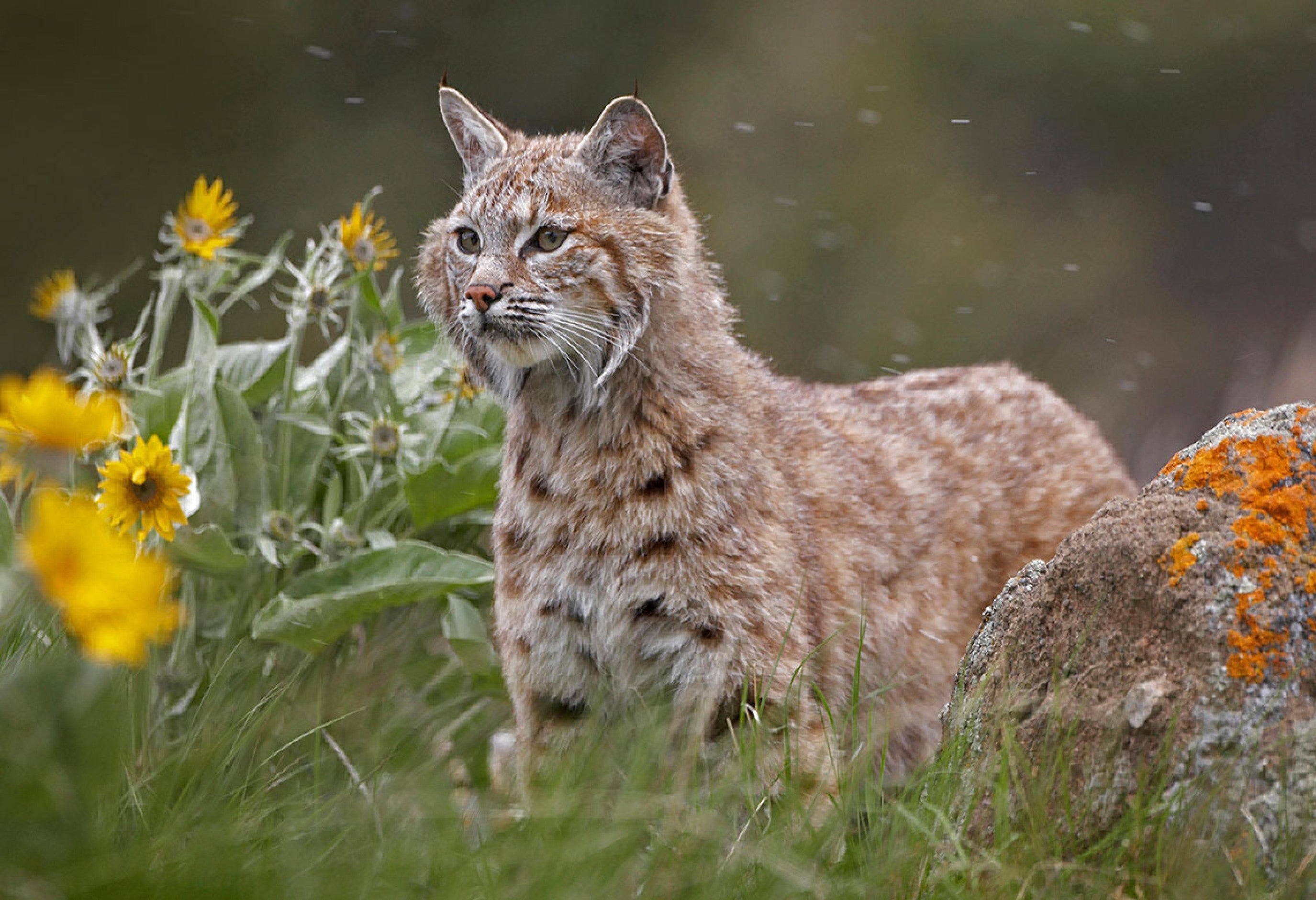 What to do about bobcats | Humane World for Animals