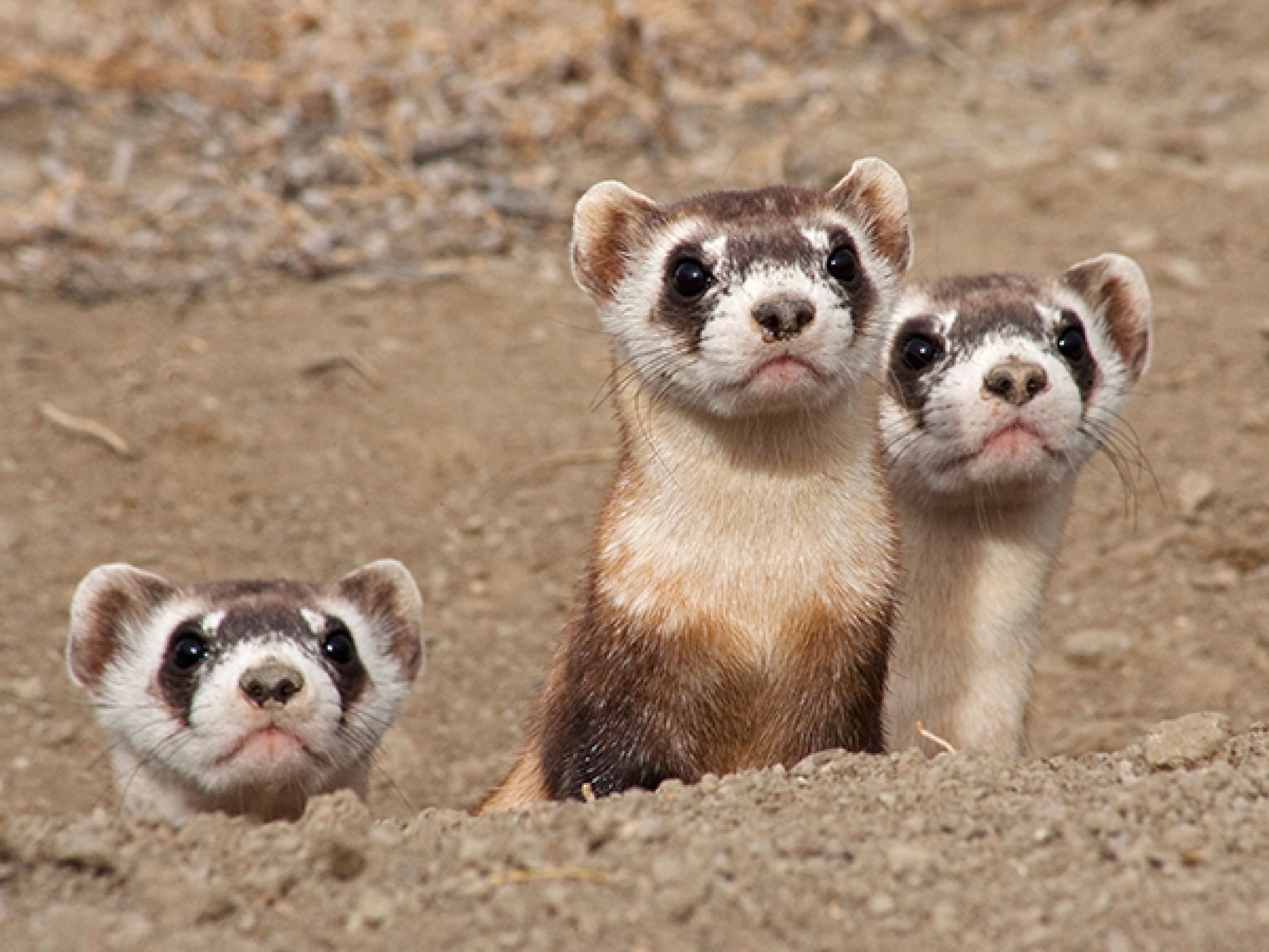 The Surprising Role Prairie Dogs Play in Saving Ecosystems