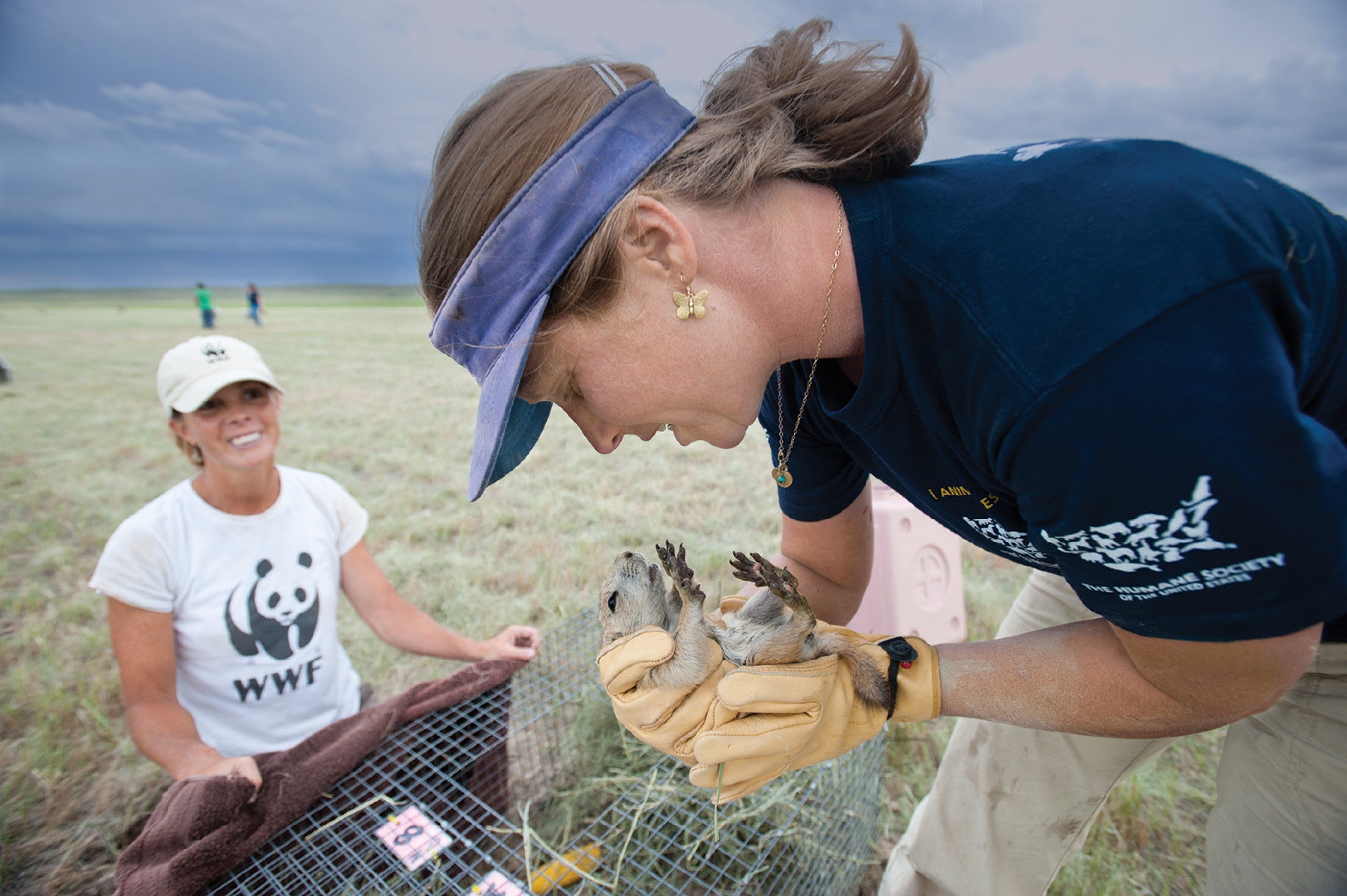 The surprising role prairie dogs play in saving ecosystems | Humane ...
