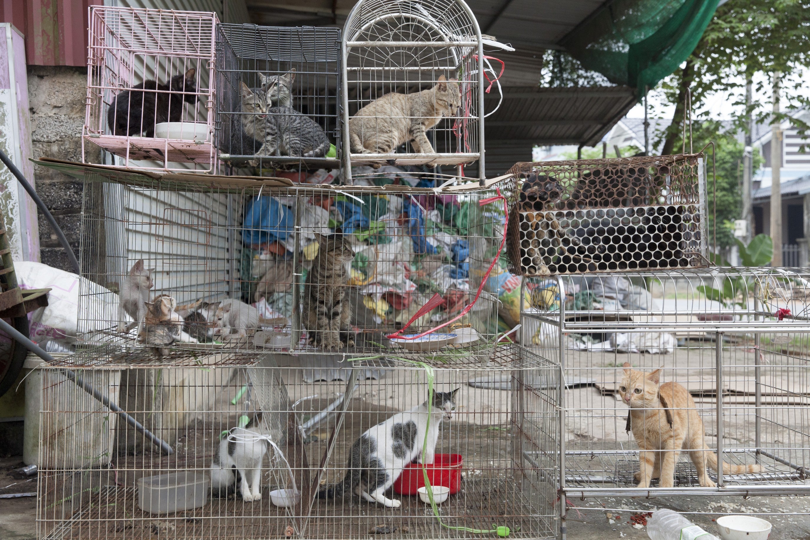 Owner of cat meat restaurant in Viet Nam chooses compassion over ...