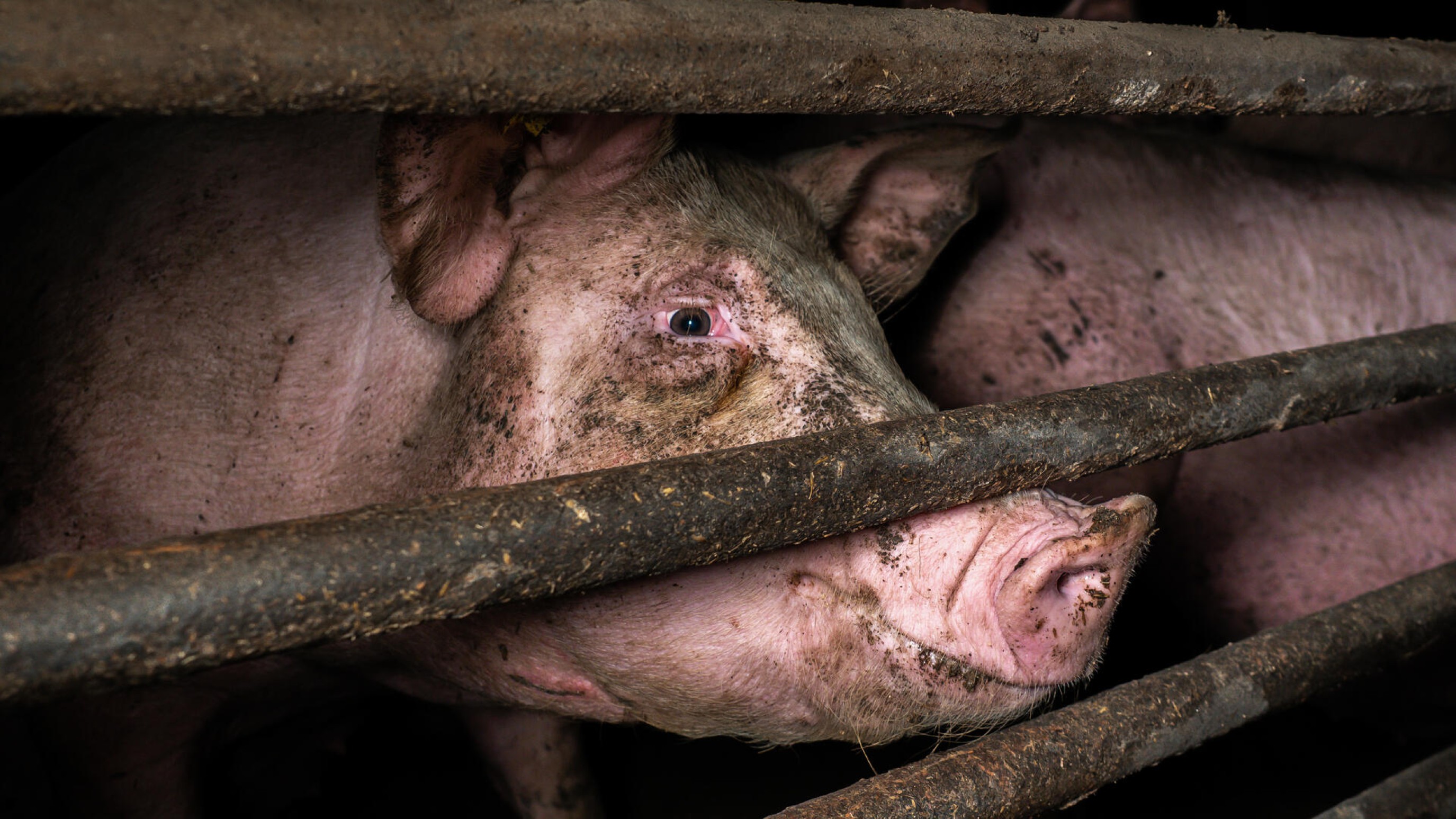Nearly 5,000 farms across 39 states support Prop 12’s animal welfare ...