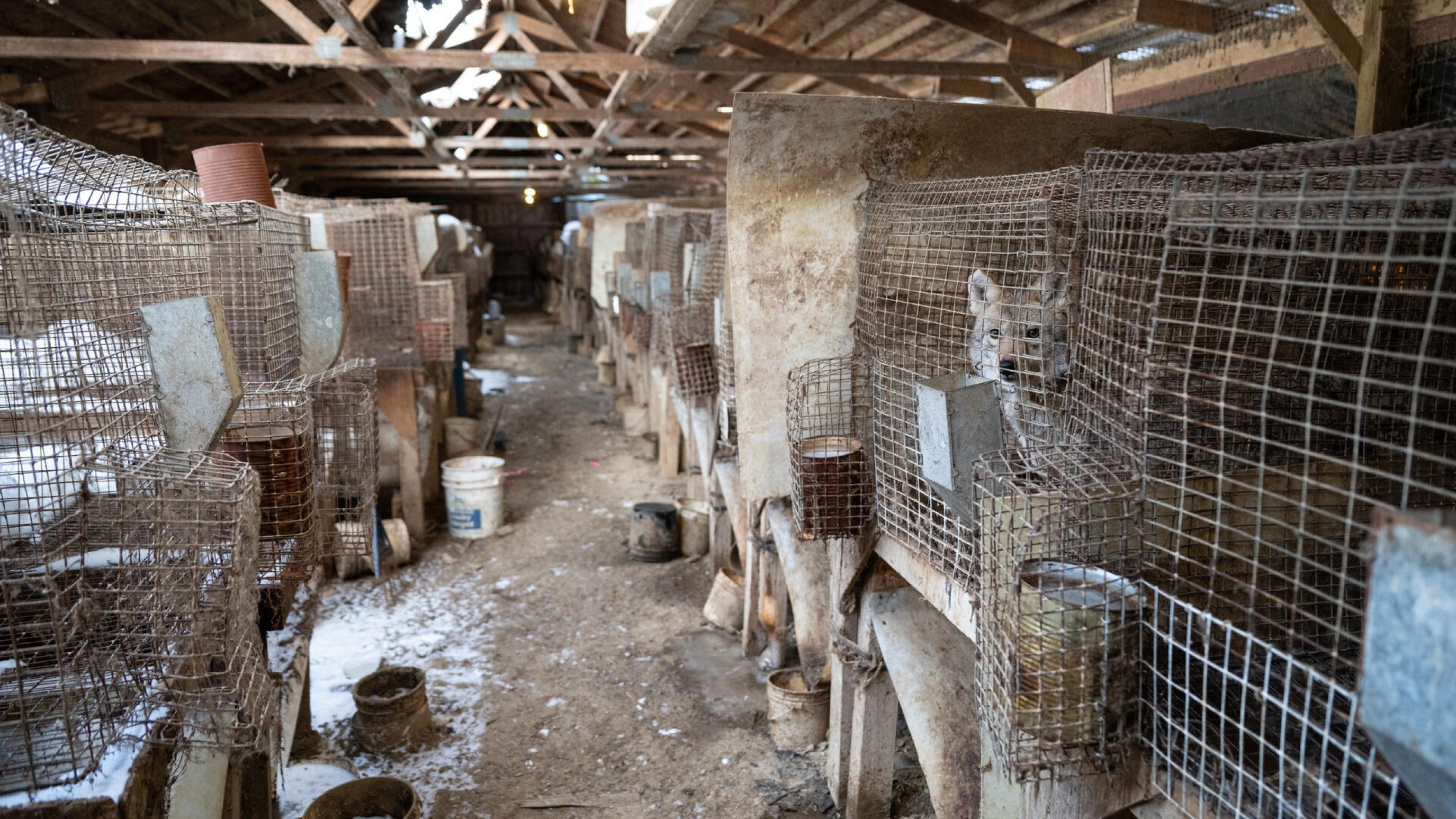 Coyotes, foxes among hundreds of animals saved from fur and urine farm ...