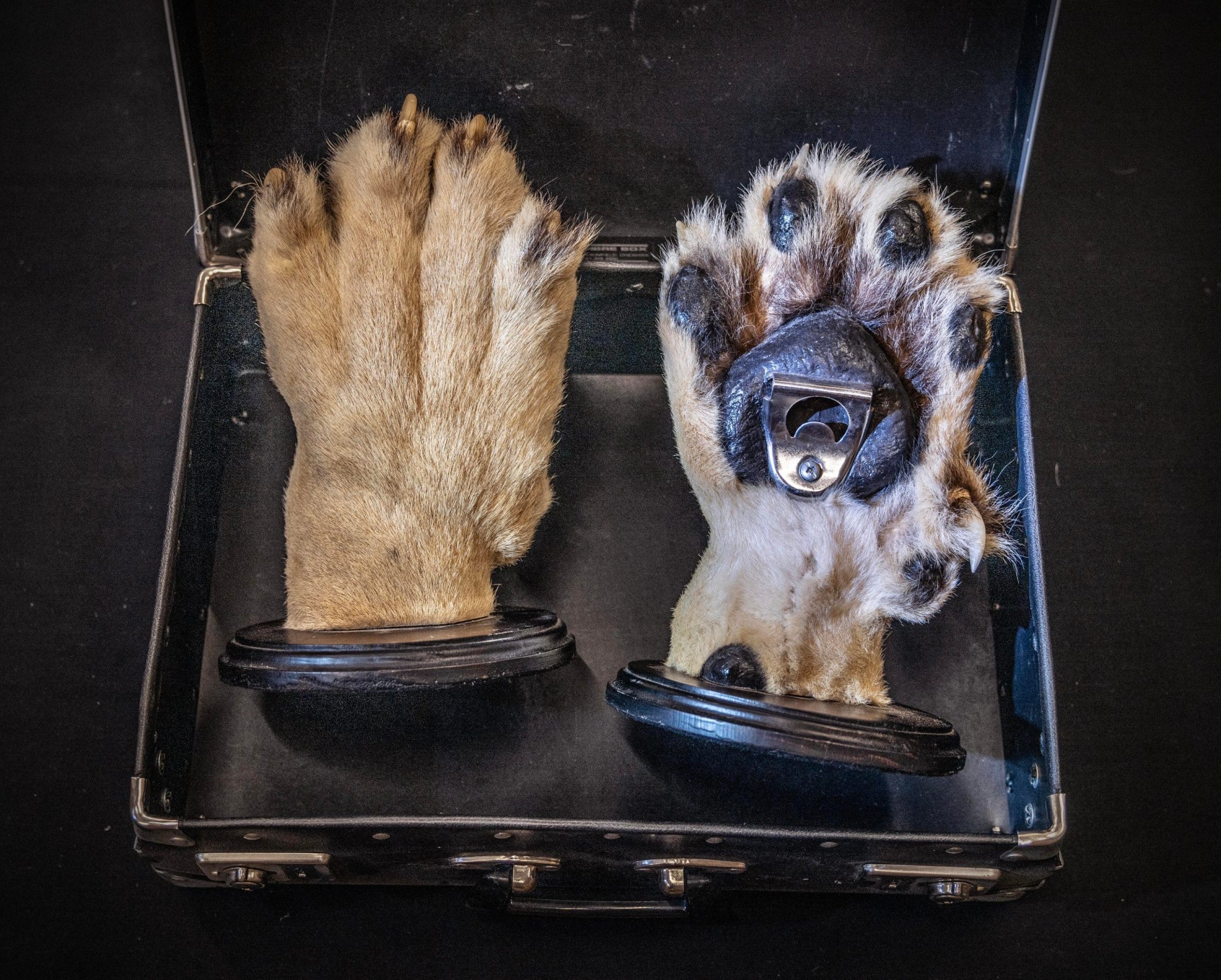 End Trophy Hunting | Humane World for Animals