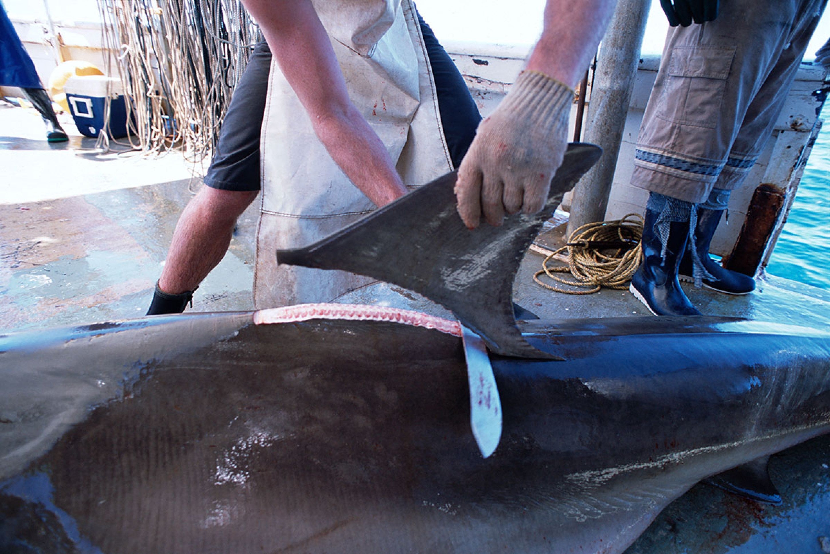 Cruel shark finning is decimating some species | Humane World for Animals