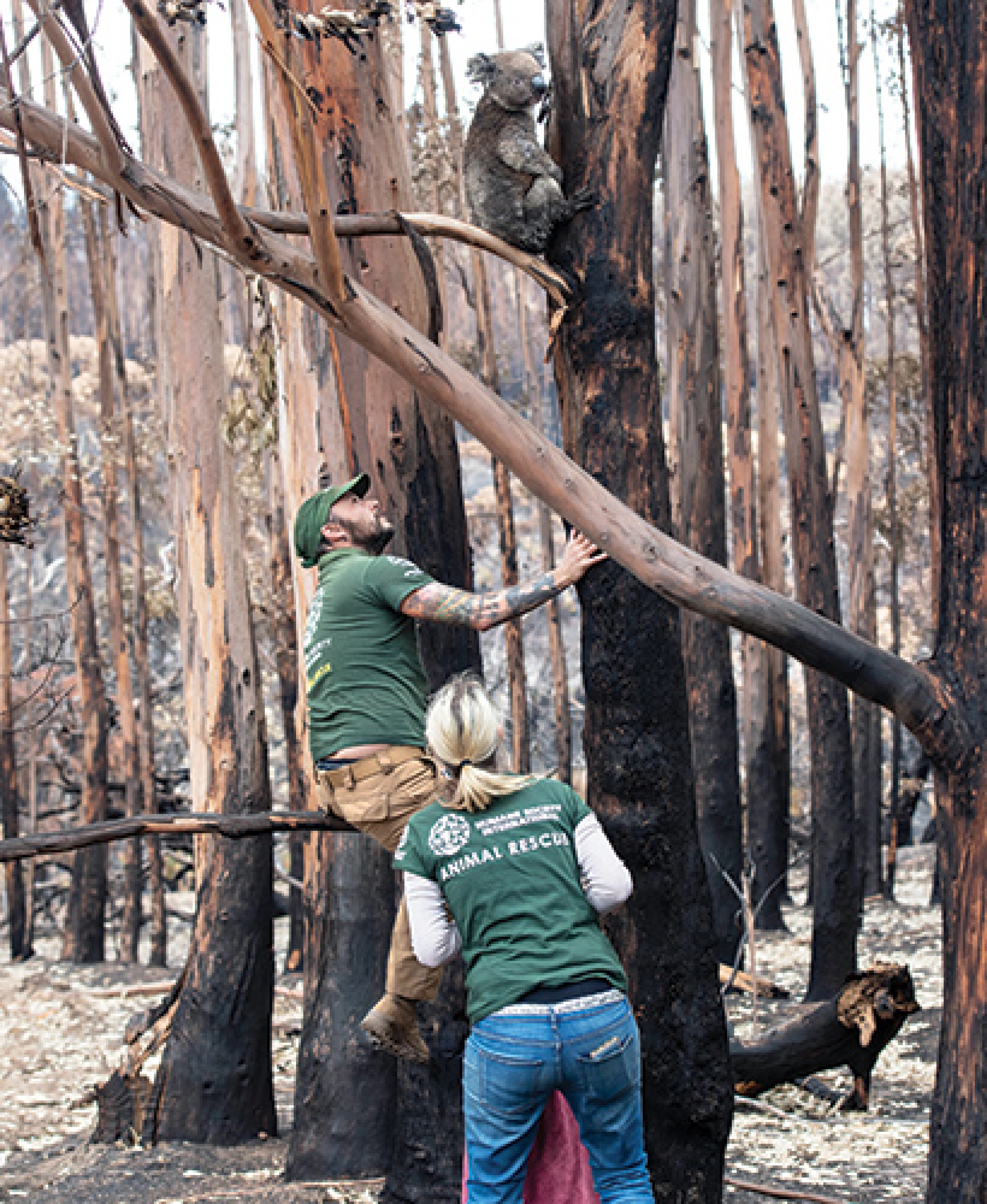 Before and after: Humane World revisits Kangaroo Island five years ...