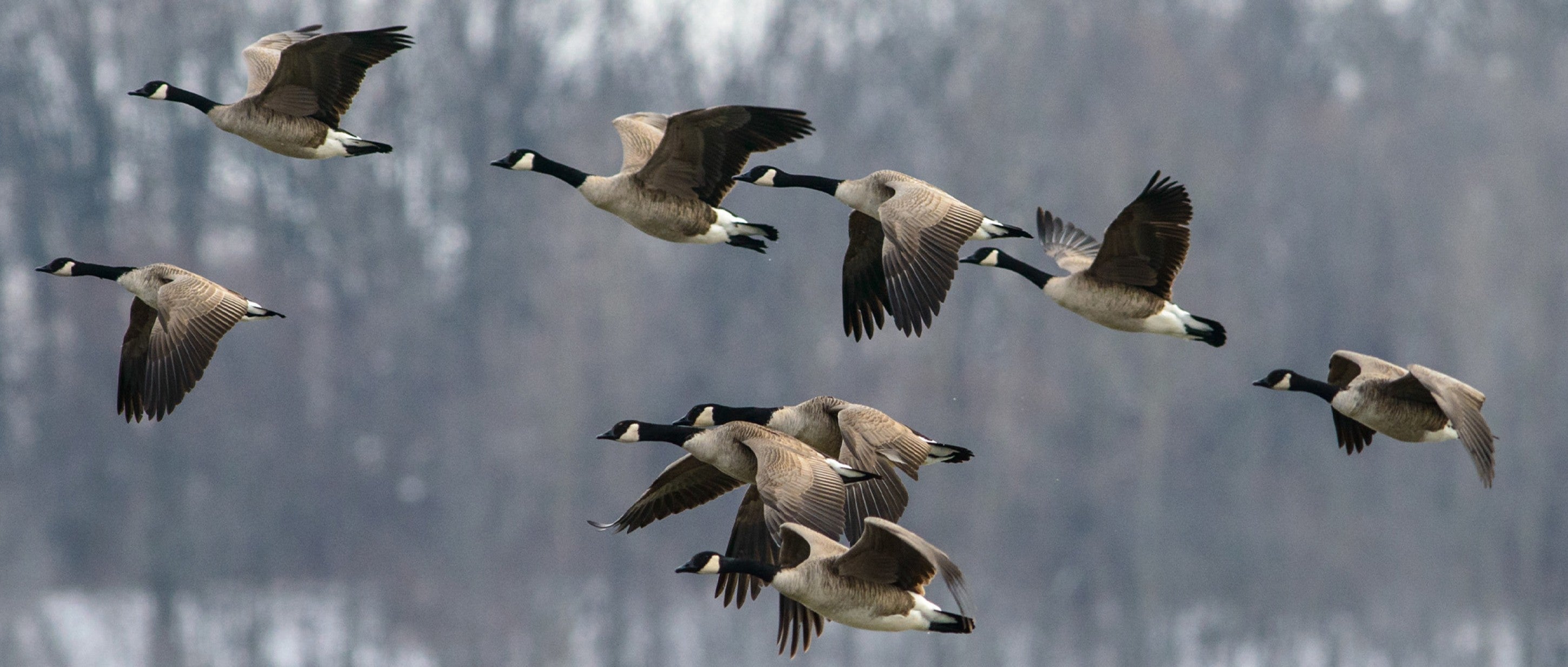 What to do about Canada geese | Humane World for Animals