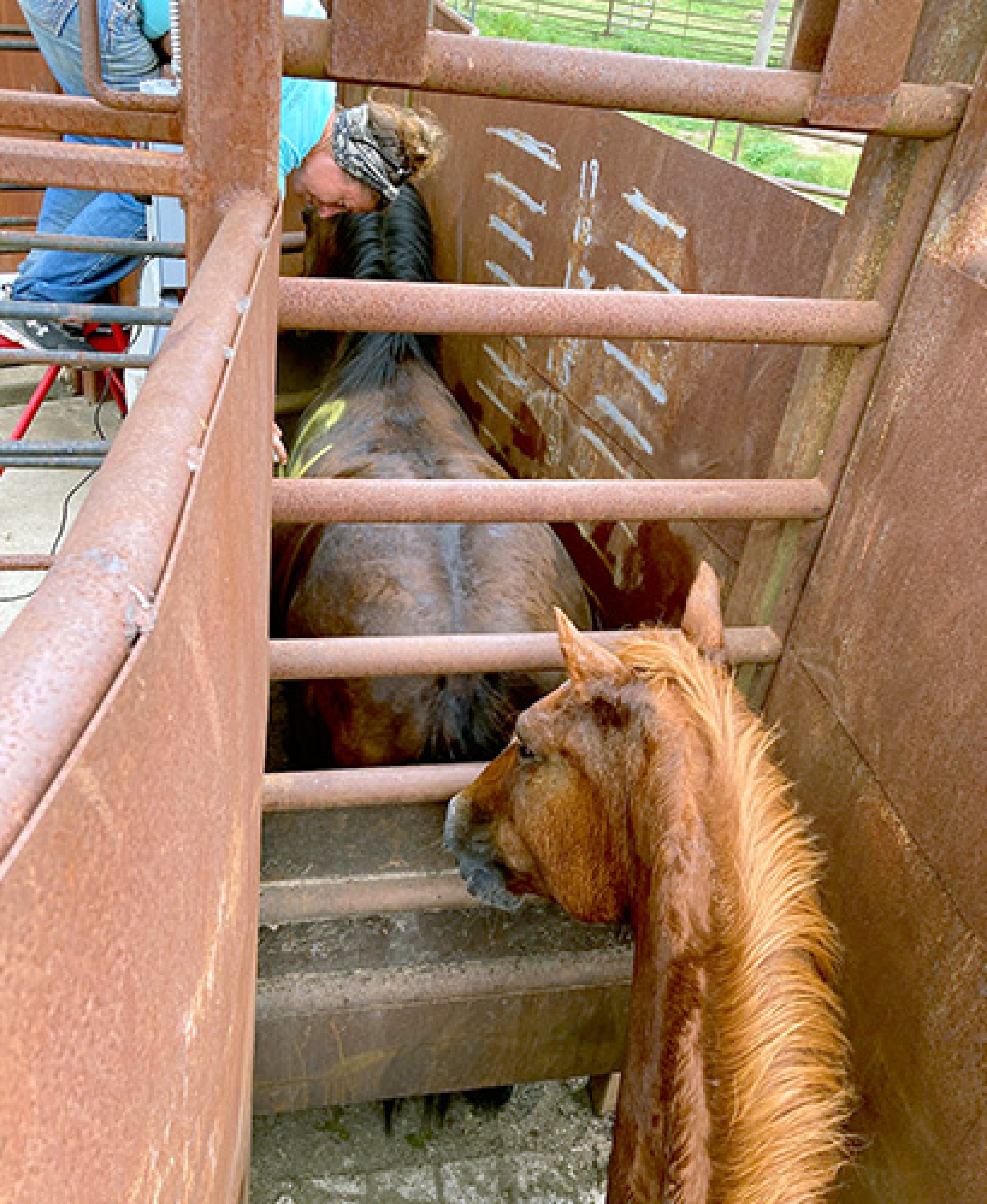 A day in the life at Black Beauty Ranch | Humane World for Animals