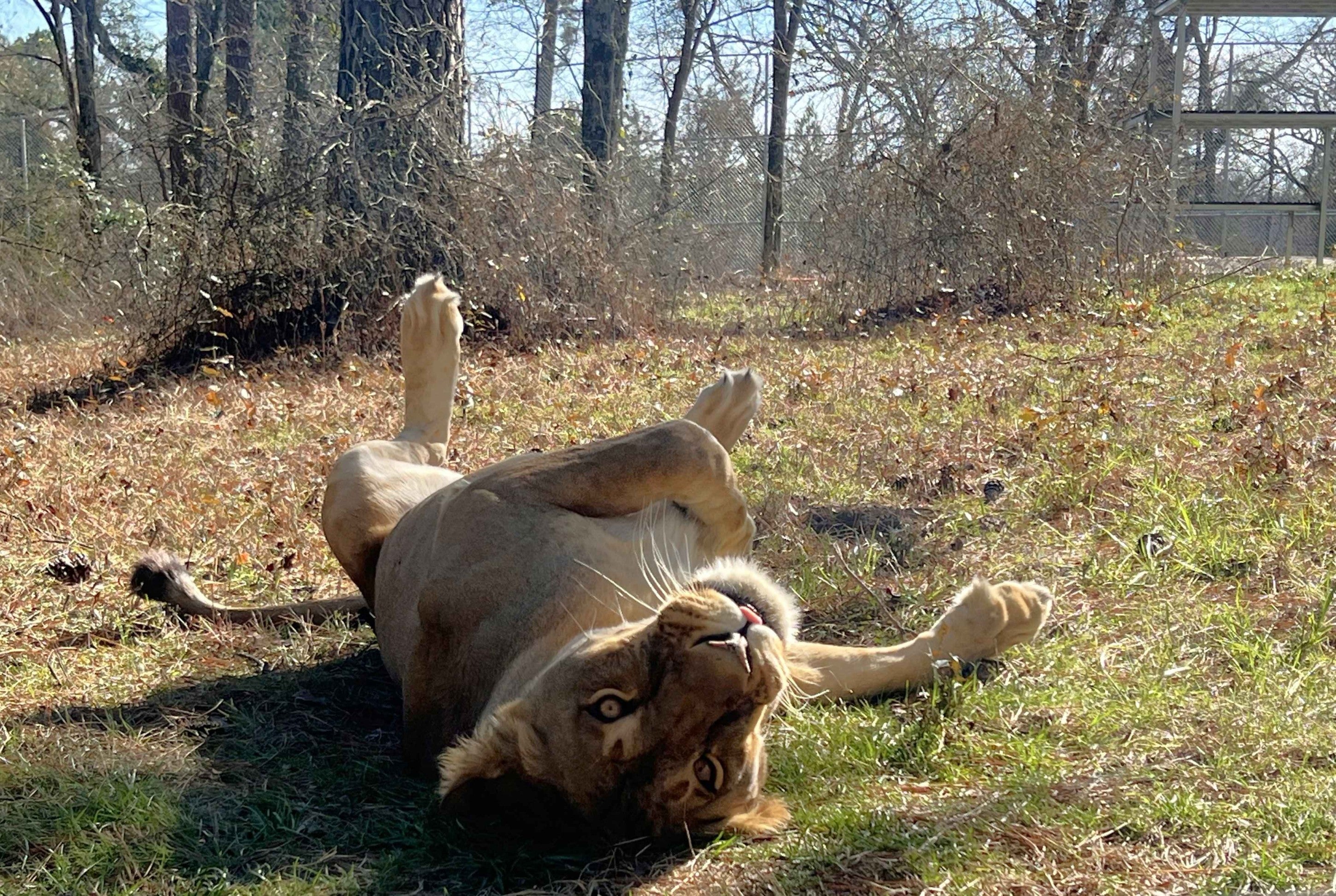 At our sanctuary, ex-zoo lioness goes from stressed to blessed | Humane ...